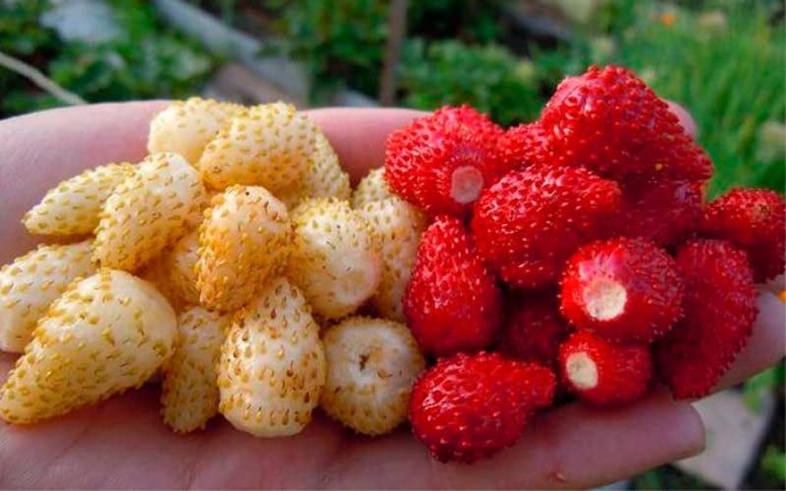 Seeds Wild Alpine Strawberry Red & MVR1 Yellow Seed Mix 100 Seeds for ...