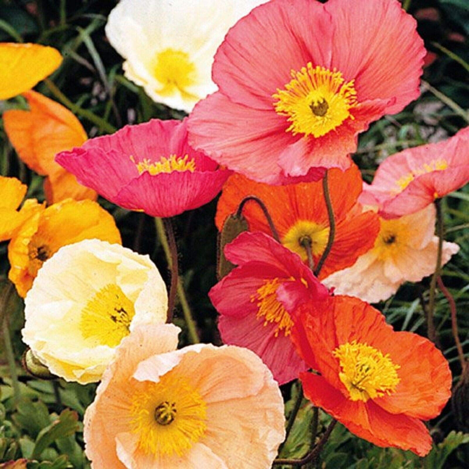 Seeds4planting - 1000 Seeds Oriental Poppy Papaver MHD1Mix Perennial ...