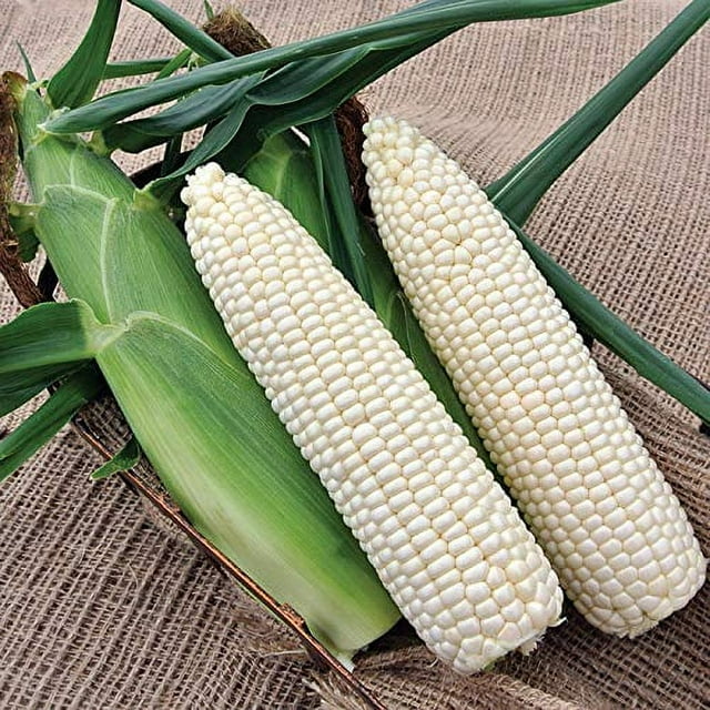 Seeds4planting - Seeds CORNET White Sugar Corn Sweet Giant Silver Queen ...