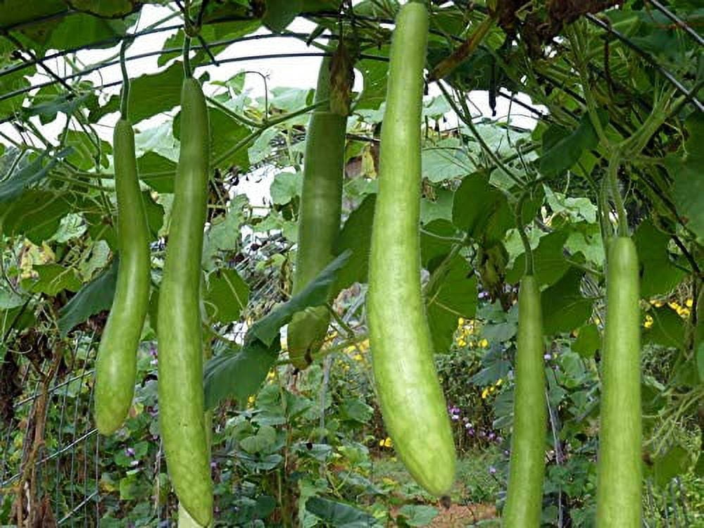 Seeds4planting - Seeds Calabash Long Handle Gourd MHD1Lagenaria ...
