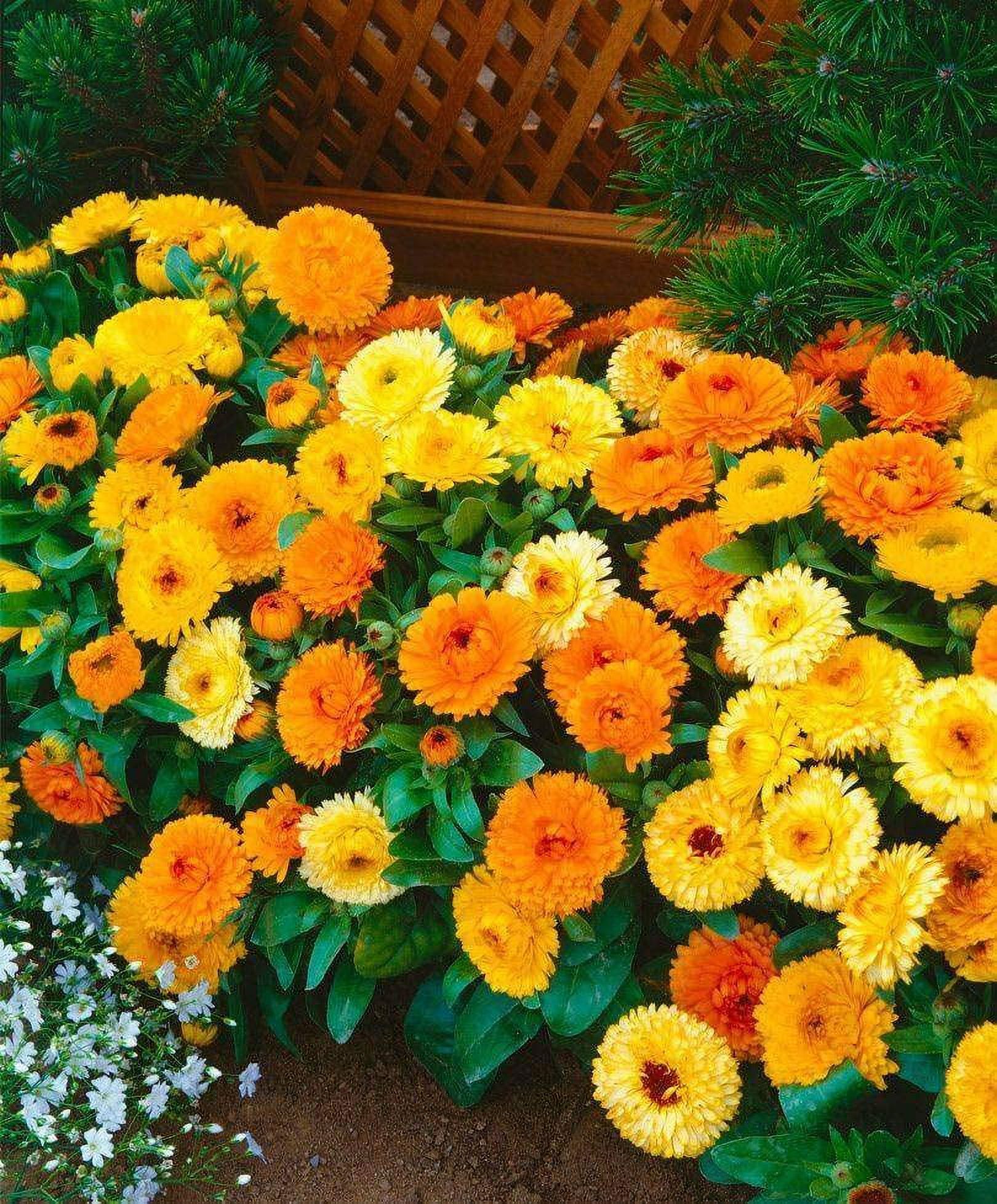Seeds4planting - Seeds Calendula DHF10 Mix Pot Marigolds Annual Flowers ...