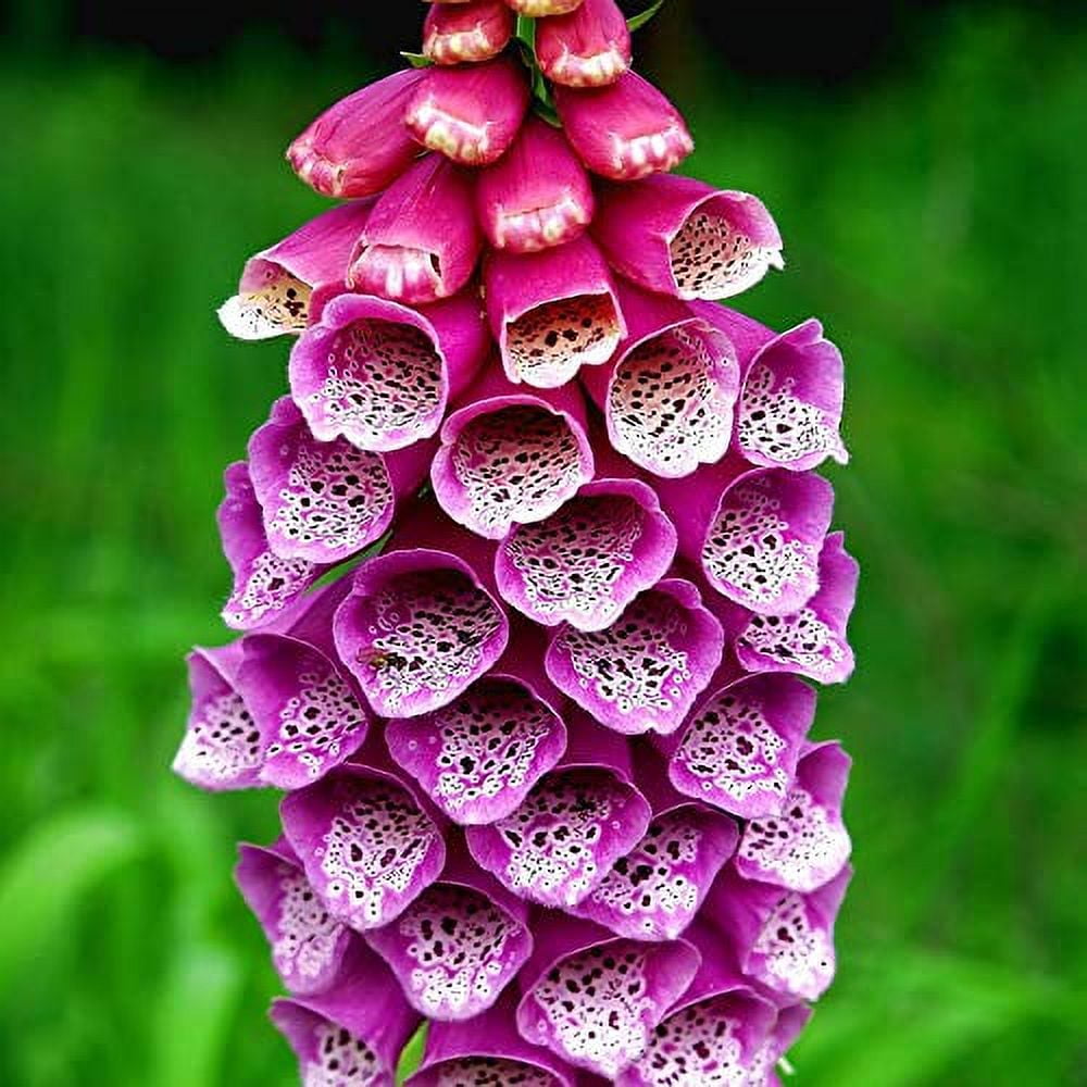 Seeds4planting - Seeds Foxglove Mix - Organic MHD1 - Walmart.com