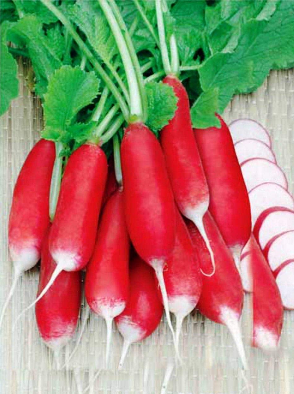 Seeds4planting - Seeds French Radish 18 MVR1 Days Fire N Ice Rapid ...
