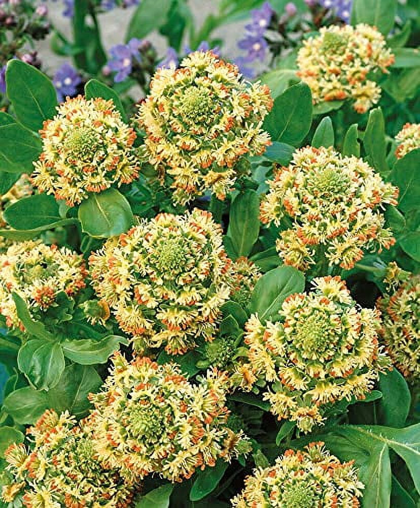 Seeds4planting - Seeds Garden Mignonette Reseda Non GMO Heirloom C21 ...