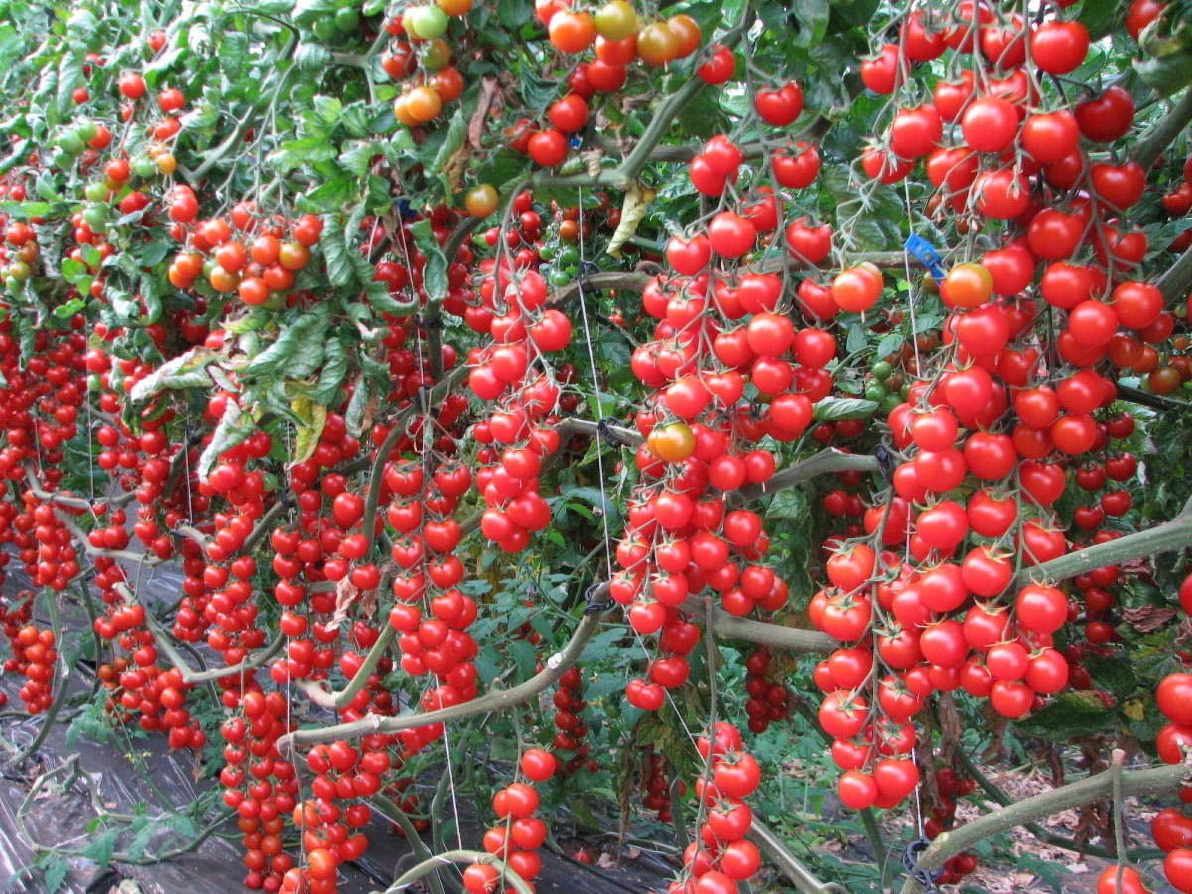 Seeds4planting - Seeds Red Cherry Tomato Tall Bush Indeterminate ...