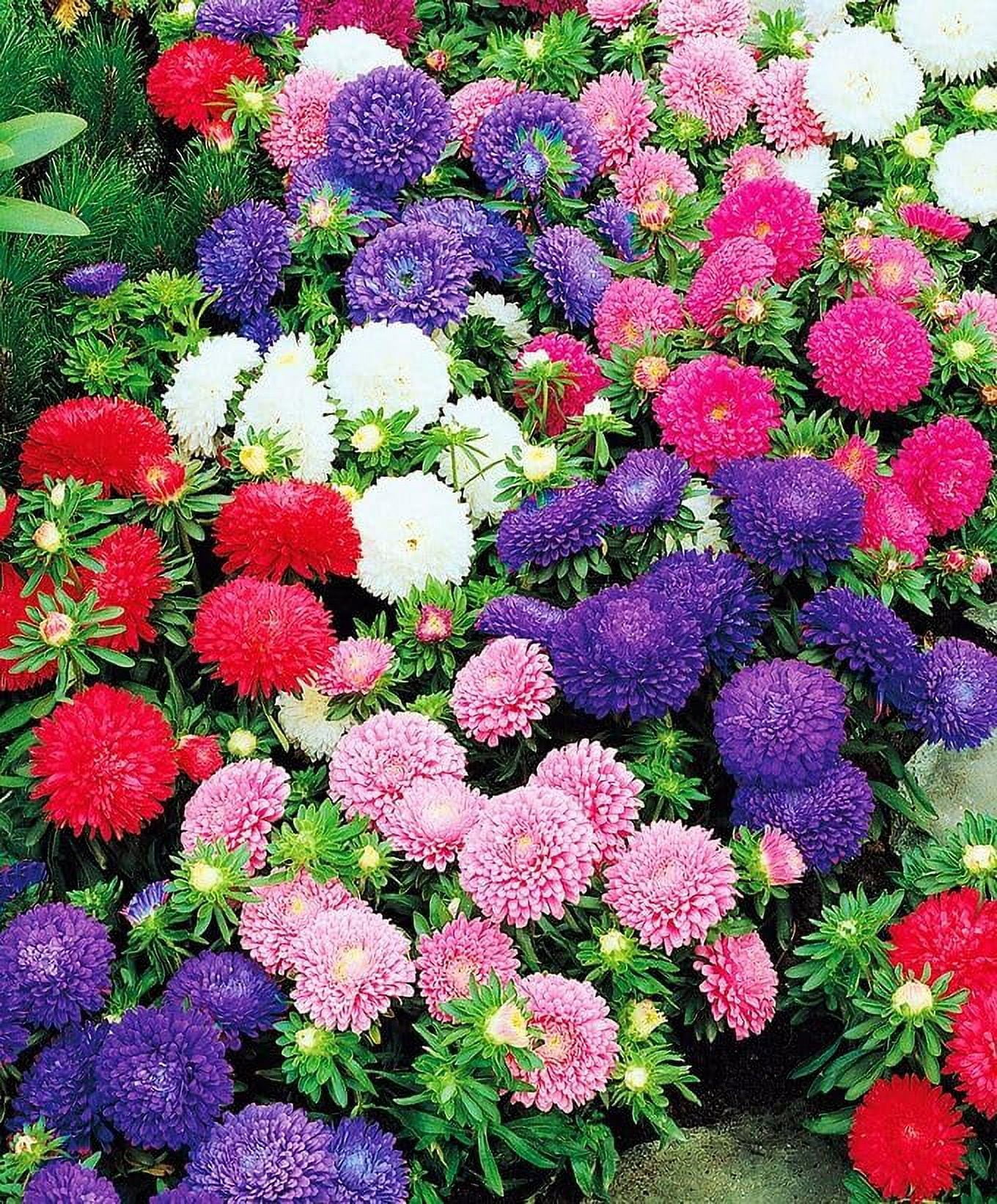Seeds4planting - Seeds SCH4 Mixed Dwarf Aster Annual Flowers for ...