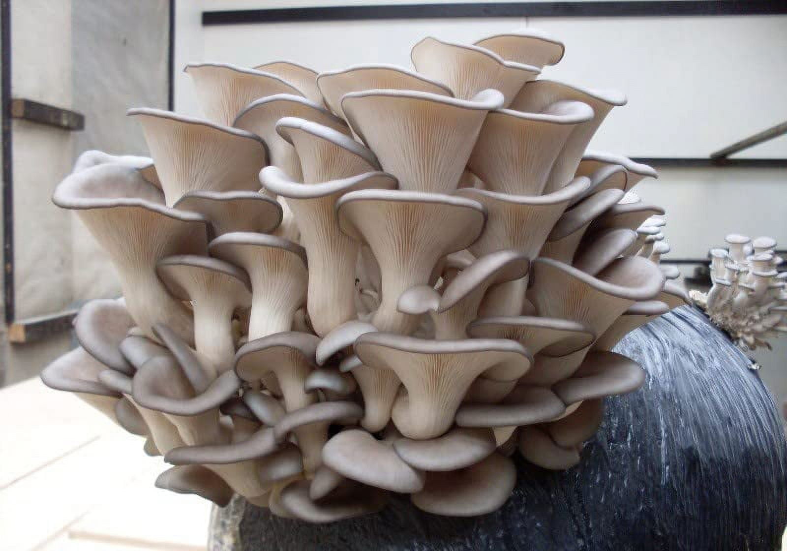 Seeds4planting - Spores AJH3 Oyster Mushrooms Mycelium Spawn Substrate ...