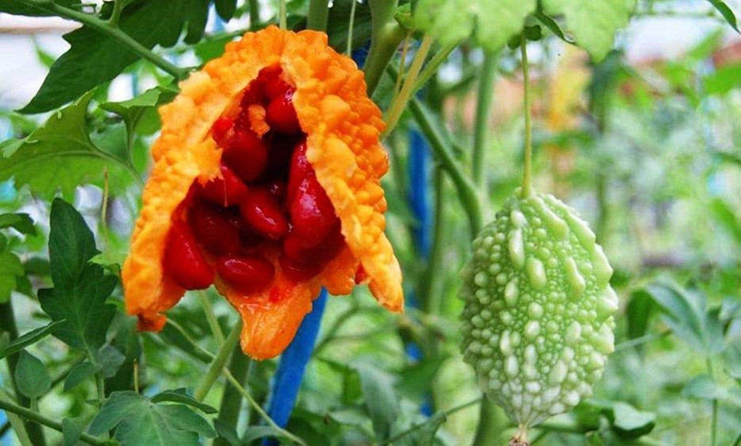 SeedsUP - 10+ Seeds Bitter Melon Pare H2FSDMomordica charantia ...