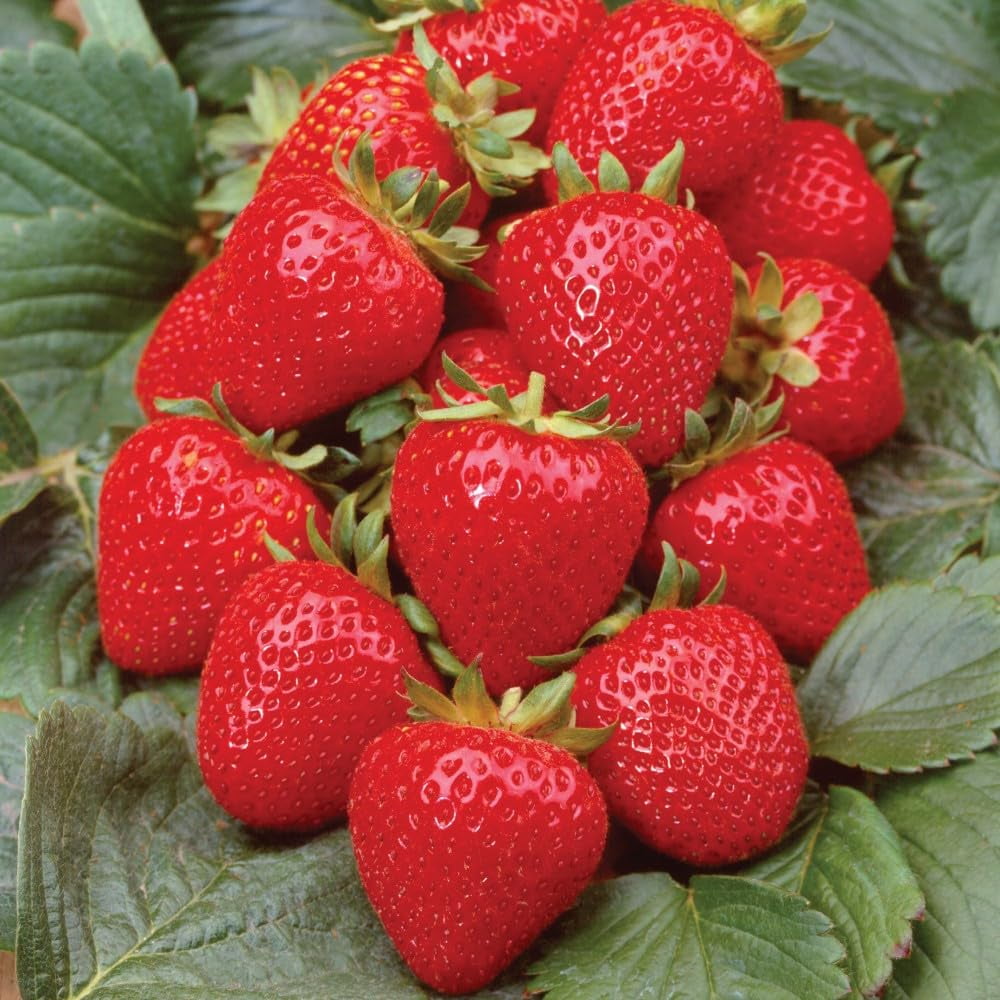 SeedsUP - 100+ Seeds Alpine Strawberry Renaissance MHD1Everbearing ...