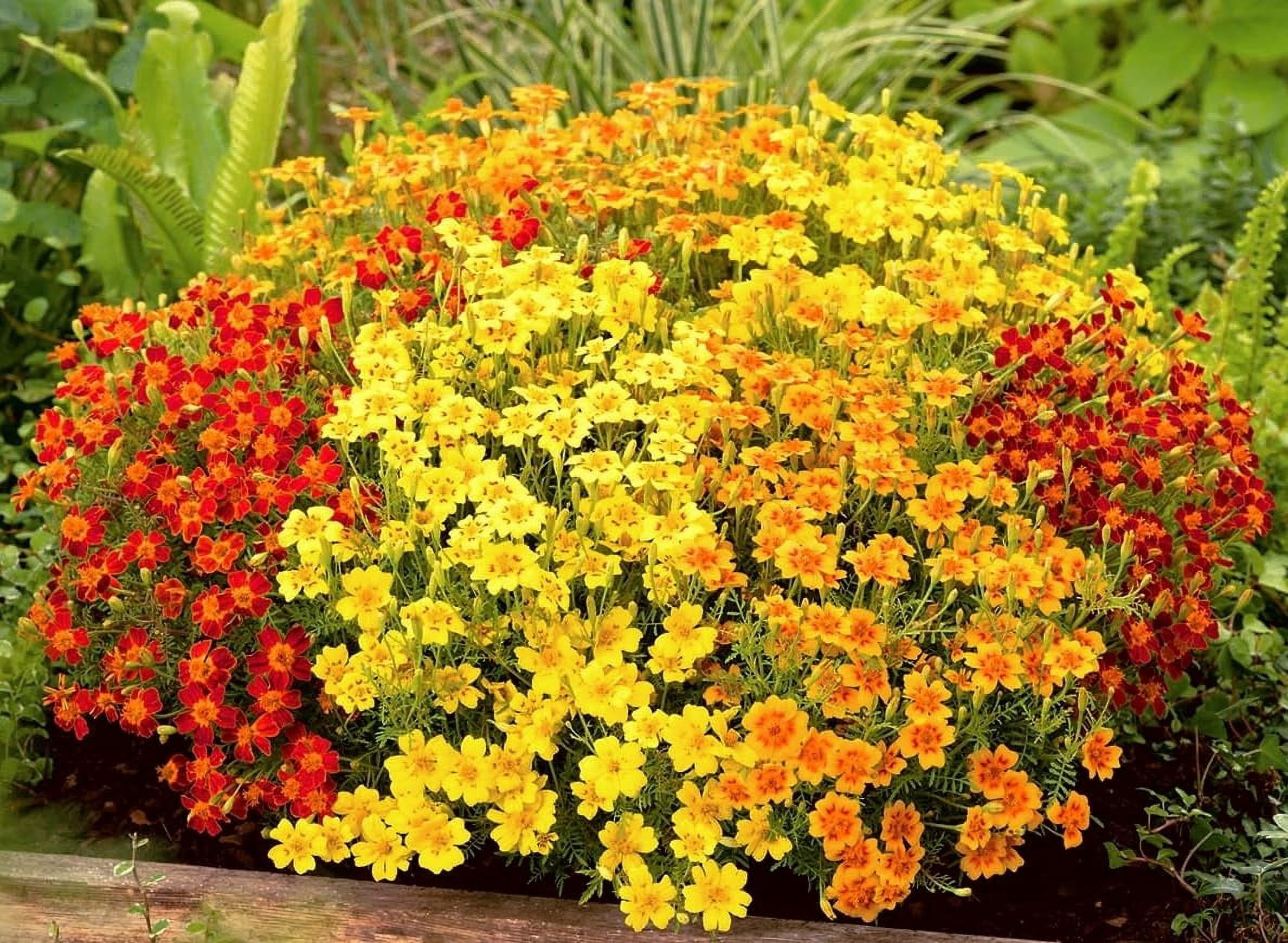 SeedsUP - 100+ TWE5 Seeds Mexican Marigolds Mix - Flower Multicolor ...