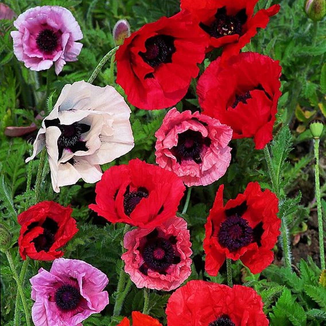 SeedsUP - 1000+ Oriental Poppy (Papaver) - Flower Mix MHD1 - Walmart.com