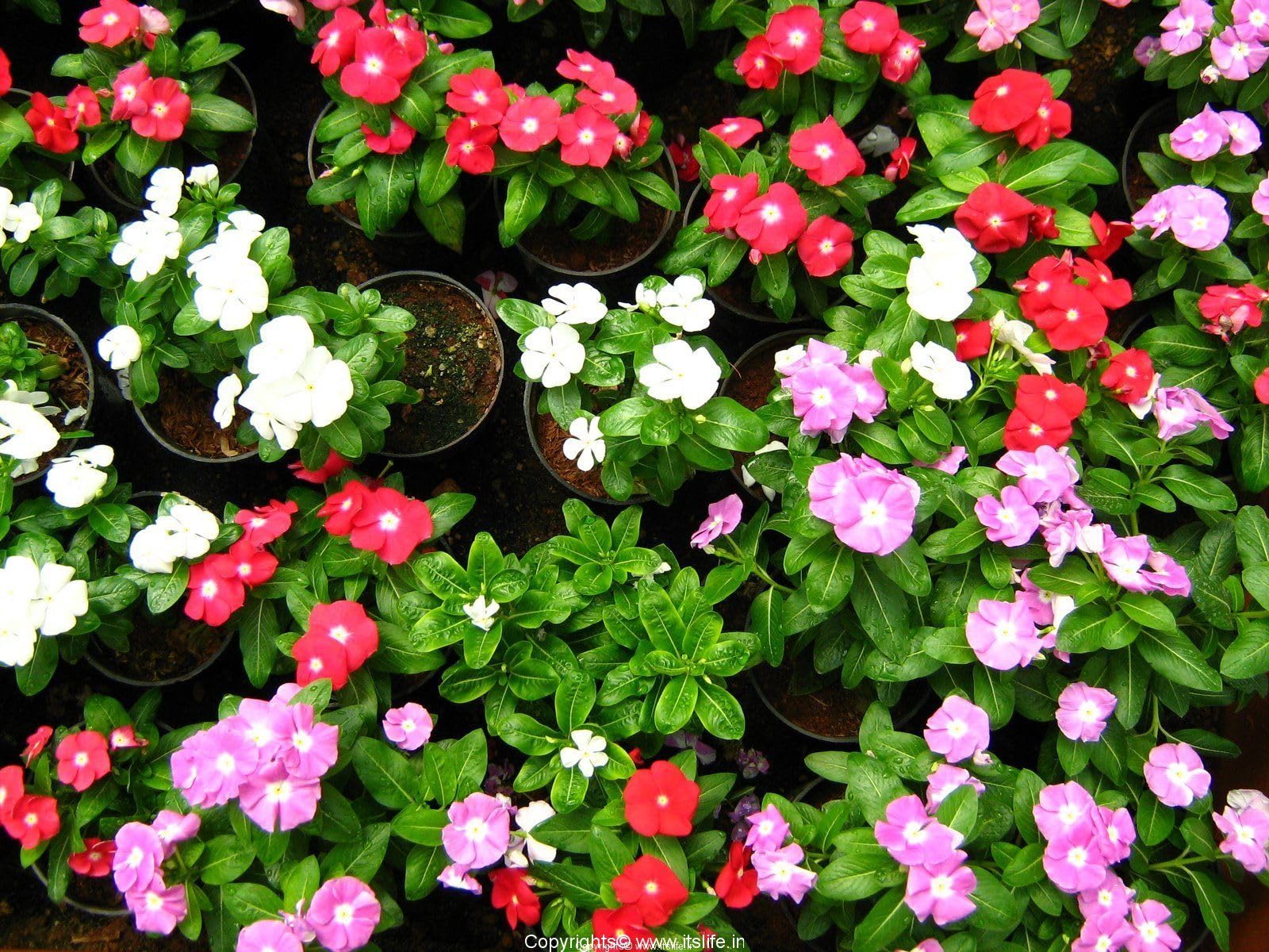 SeedsUP - 50+ Seeds Periwinkle Madagascar Mix MHD1Vinca Rosea - Flower ...