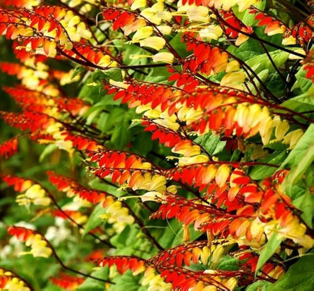 SeedsUP - 50+ TWE5 Seeds Firecracker Vine Mina Lobata Quamoclit ...