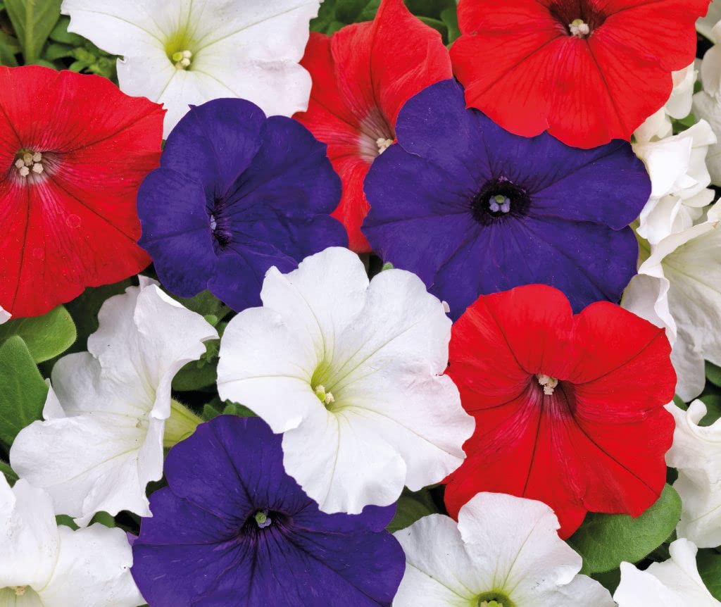 SeedsUP - 500+ Petunia Unicum Rainbow Cascade MHD1- Flower Mix ...