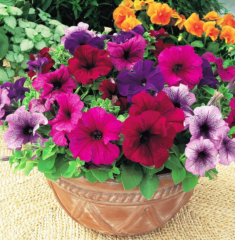 SeedsUP - 500+ SCH4 Seeds Petunia Unicum F1 Rainbow - Flower Mix ...