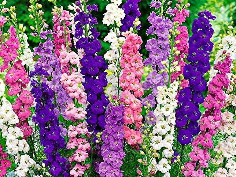 SeedsUP - 70+ SCH4 Seeds Giant Delphinium - Flower Mix - Walmart.com
