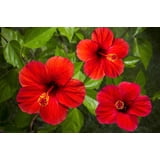 10 Luna Red Hardy Hibiscus Plants, Hibiscus Moscheutos Balhibred Flower ...