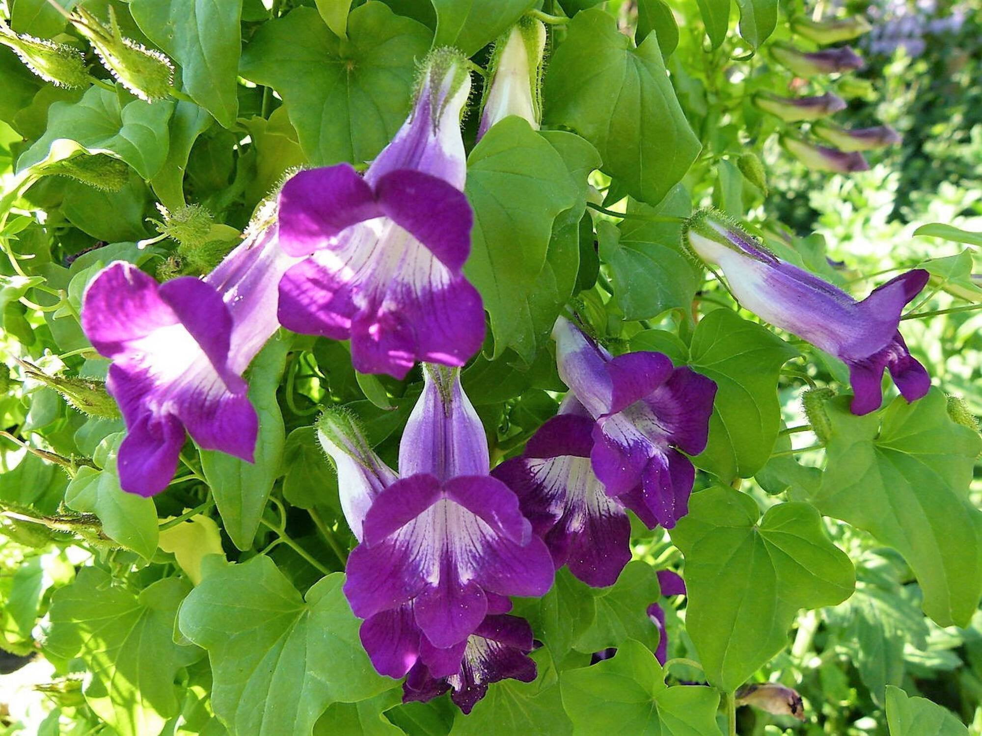 Seedville 10 Mixed Dragonsnap Flower Seeds, Attract Hummingbirds ...