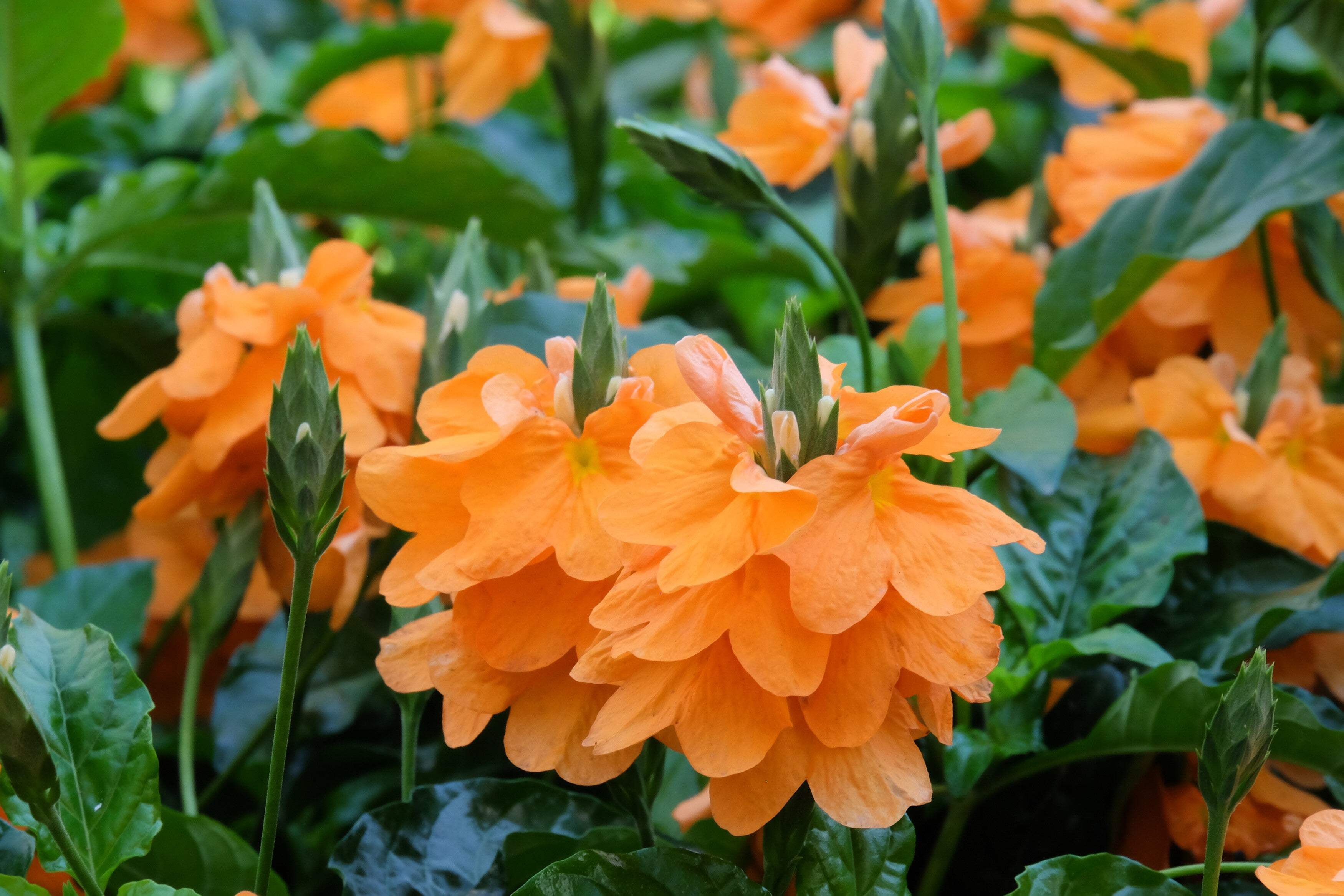 10 Orange Marmalade Crossandra Infundibuliformis Firecracker Flower ...