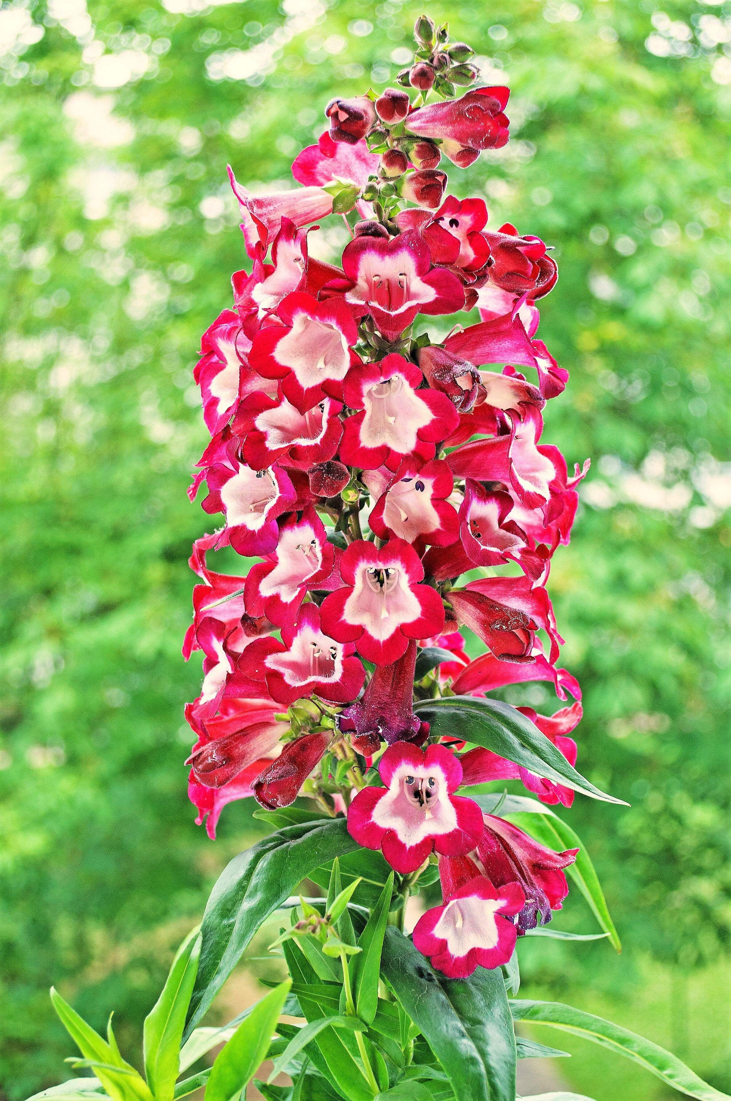 10 SCARLET PENSTEMON Hartwegii Beardtongue Red & White Flower Seeds ...
