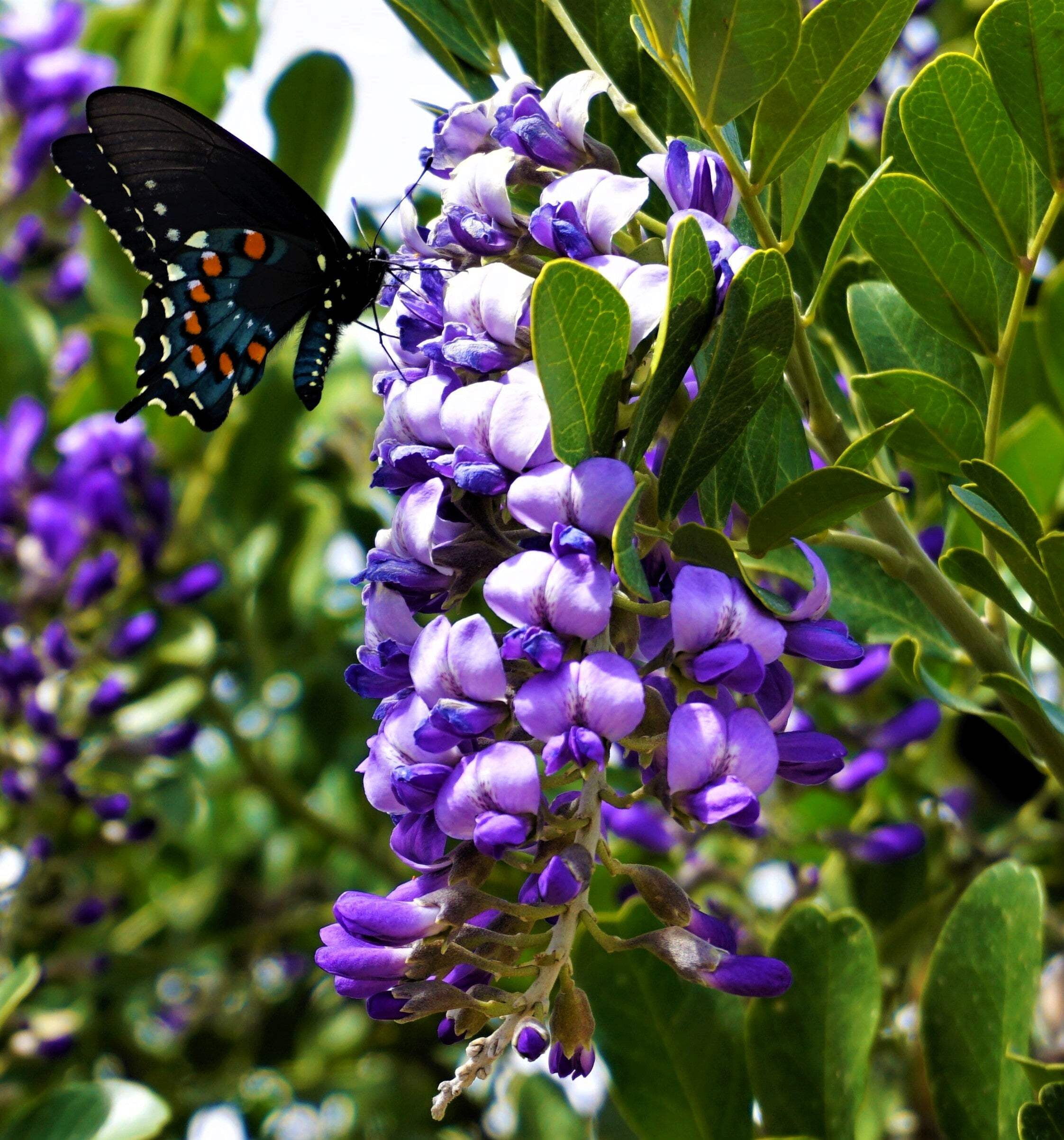 10 TEXAS Mountain LAUREL Sophora Secundiflora Mescal Tree Purple Flower ...