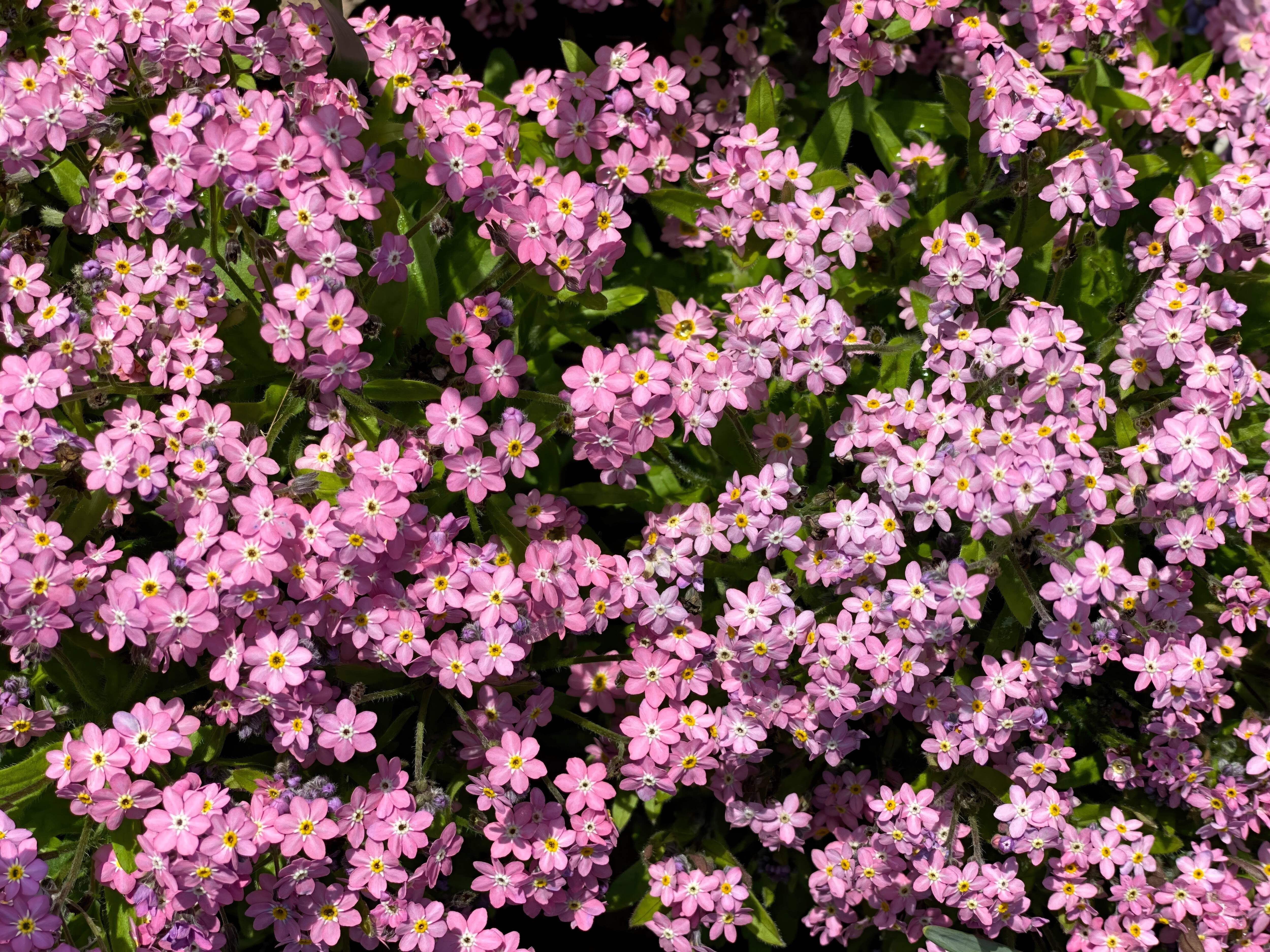 Seedville 100 Forget-Me-Not Victoria Pink Flower Seed - Walmart.com