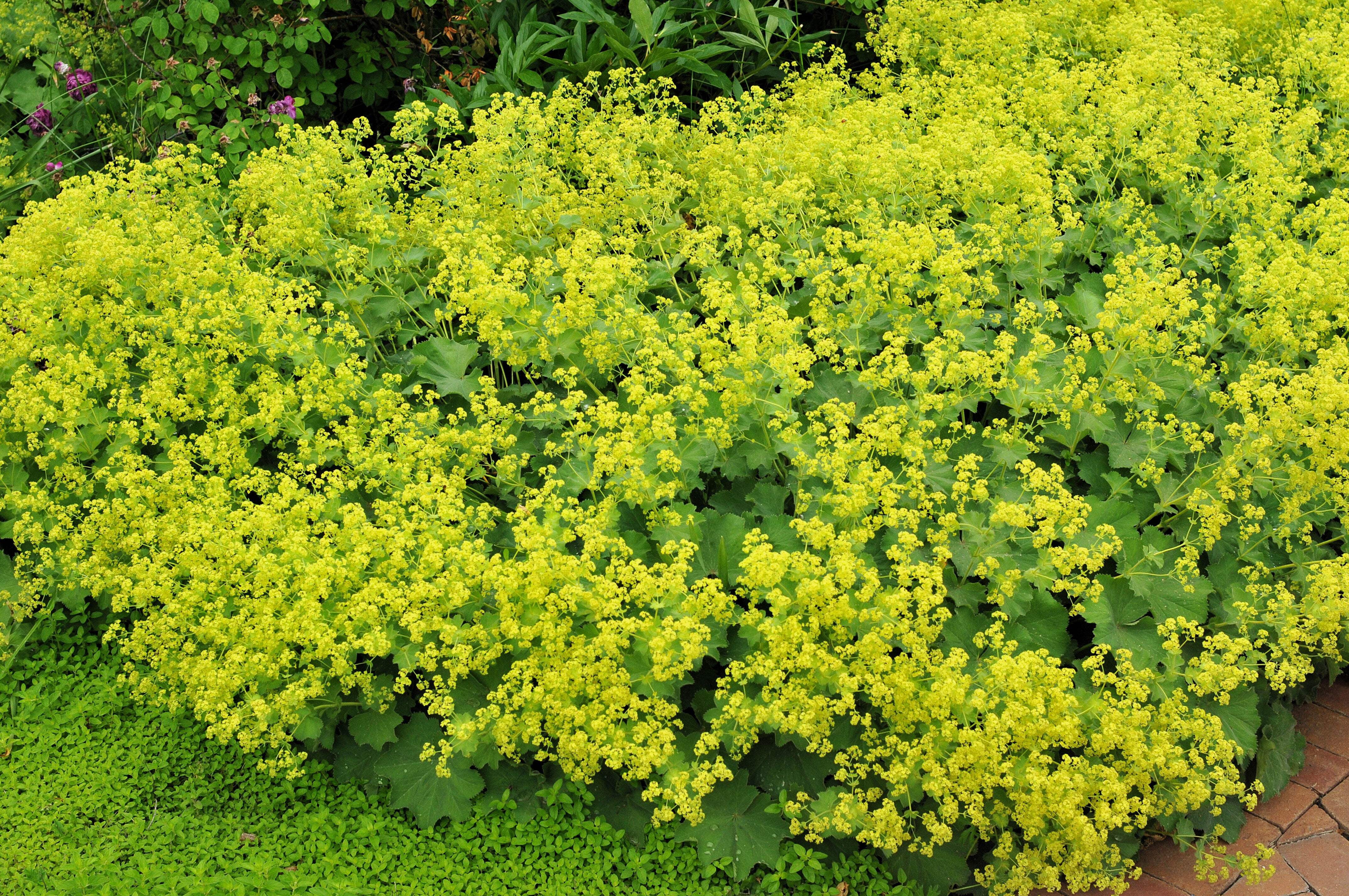 Seedville 100 Lady's Mantle Alchemilla Mollis Flower Seeds - Walmart.com