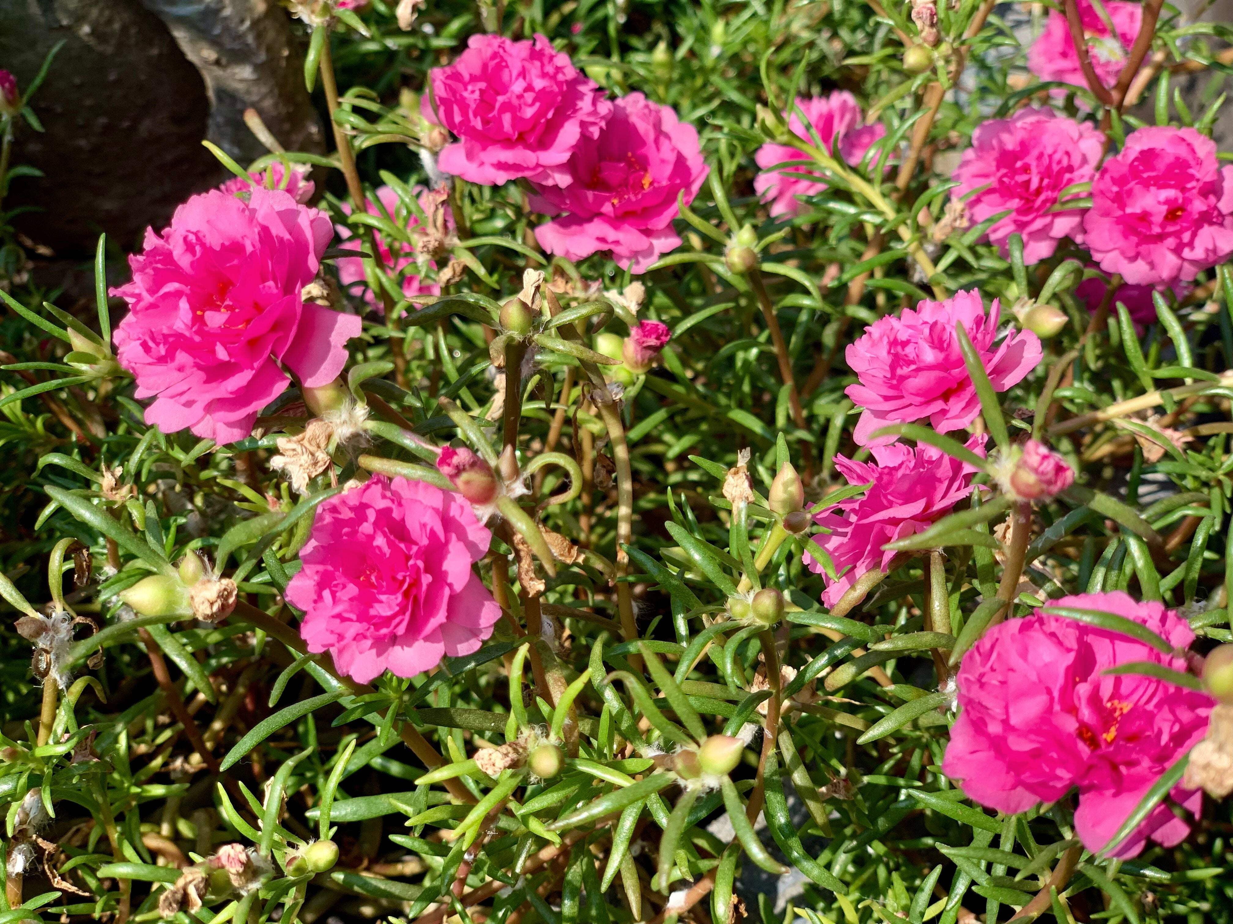 Seedville 100 Moss Rose 'Portulaca Grandiflora' Plant Seeds - Walmart.com