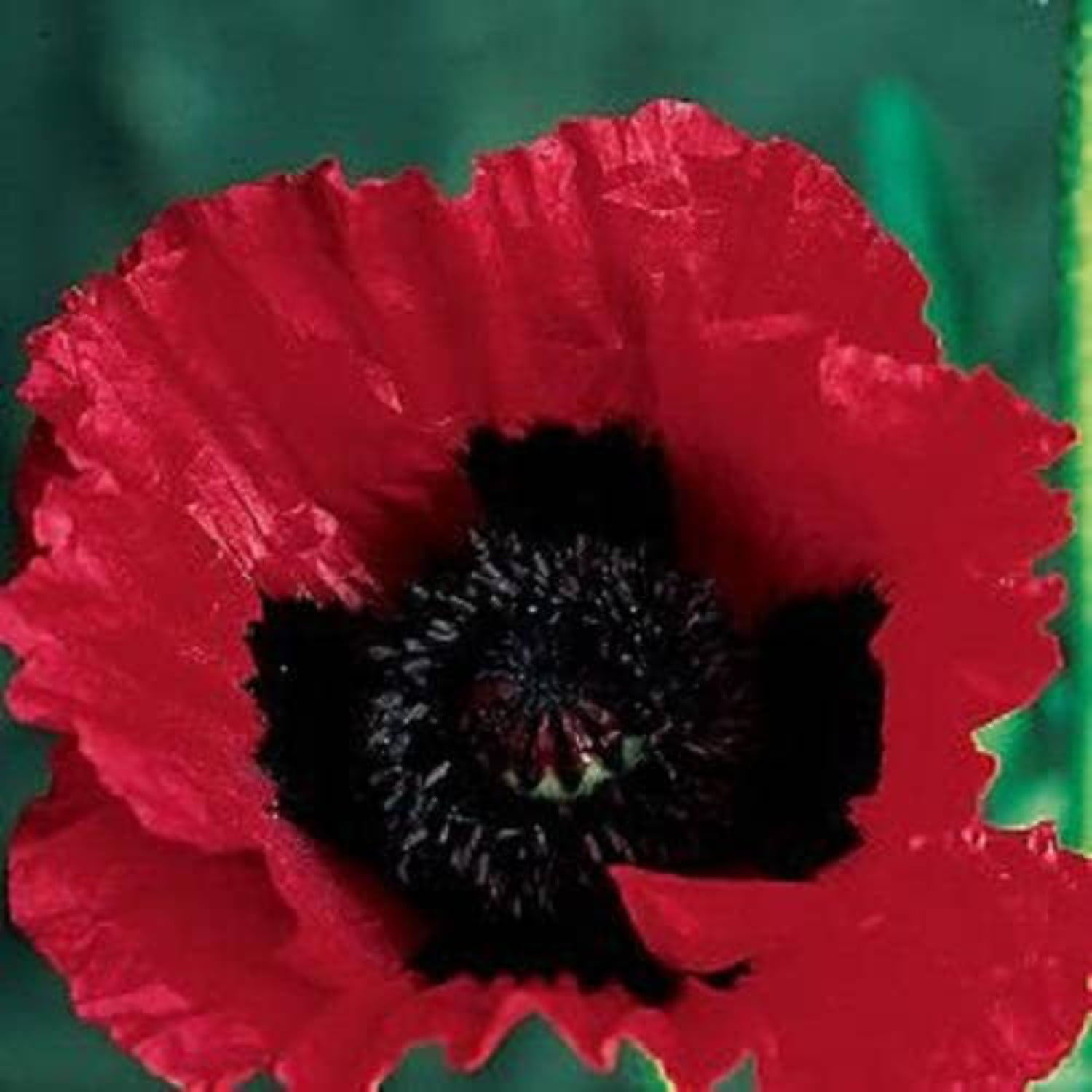 100 Seeds Oriental Poppy Beauty of Livermere, Botanical Planting ...