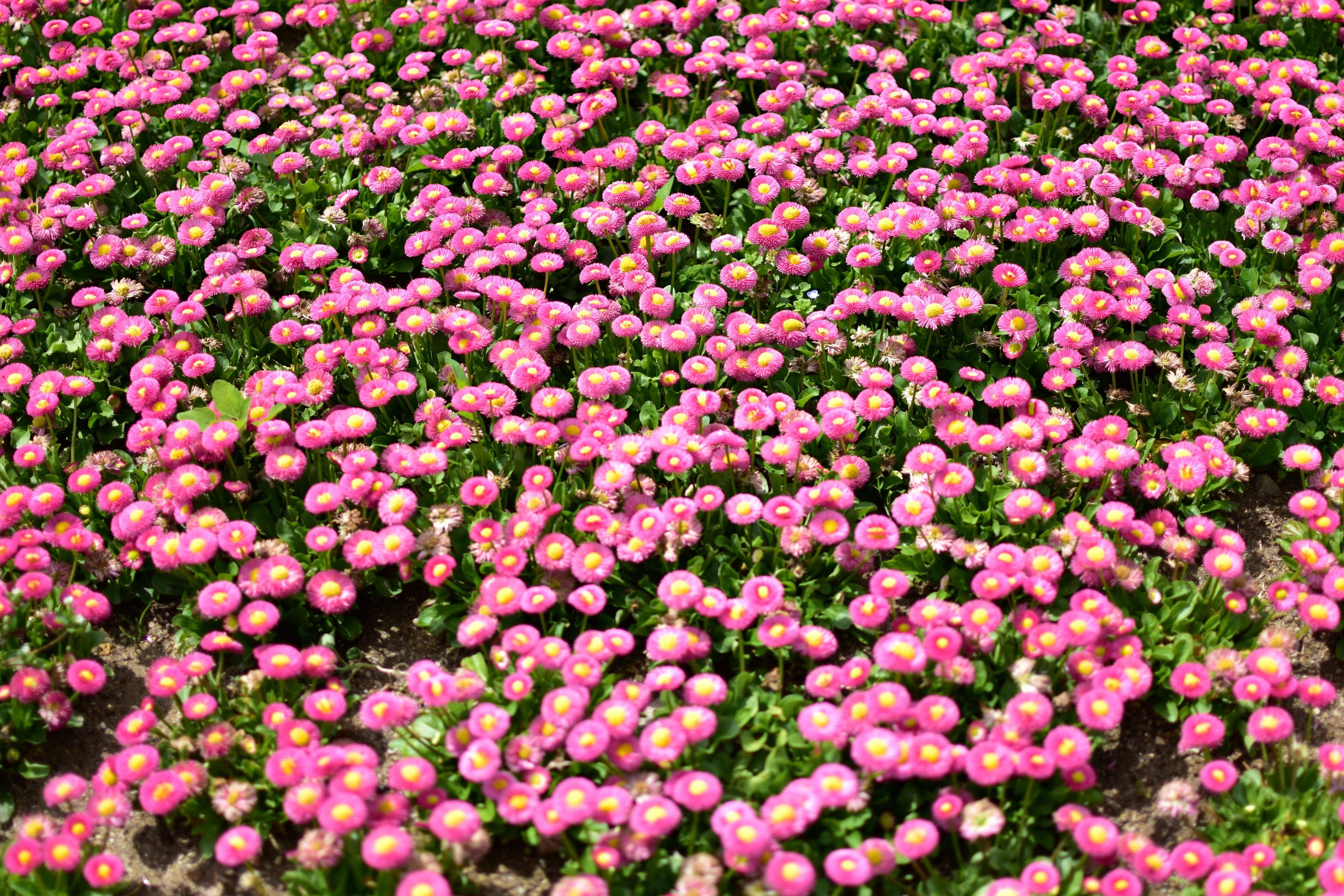 100 Pink English Daisy Bellis Perennis Seeds, Outdoor Perennial Plants ...