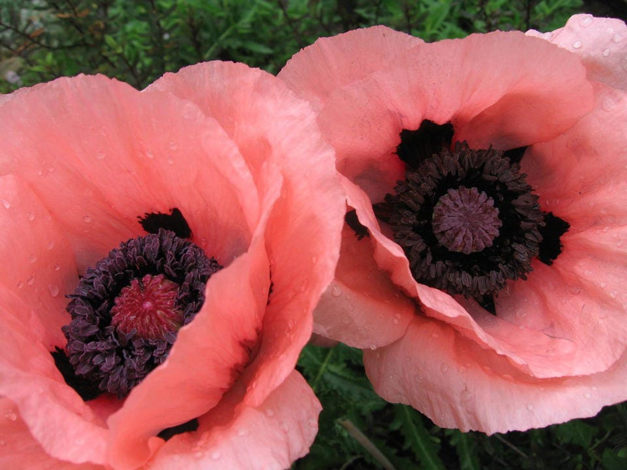 Seedville 100 Princess Victoria Louise Oriental Poppy Seeds, Papaver ...