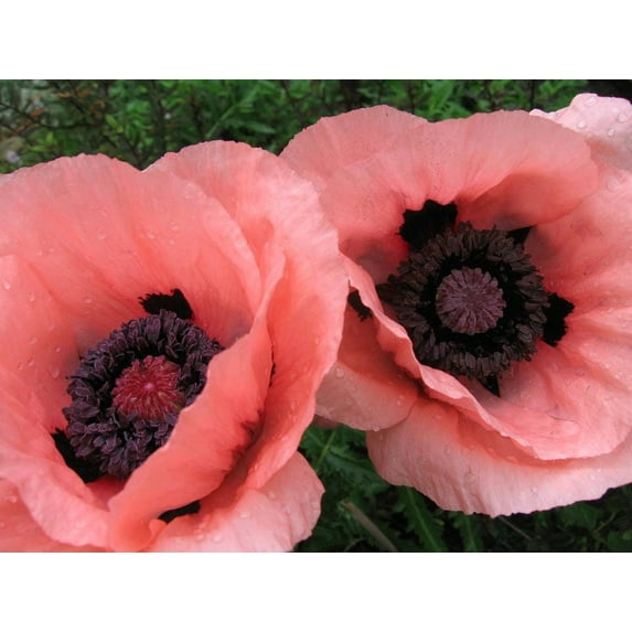 Seedville 100 Princess Victoria Louise Oriental Poppy Seeds, Papaver ...