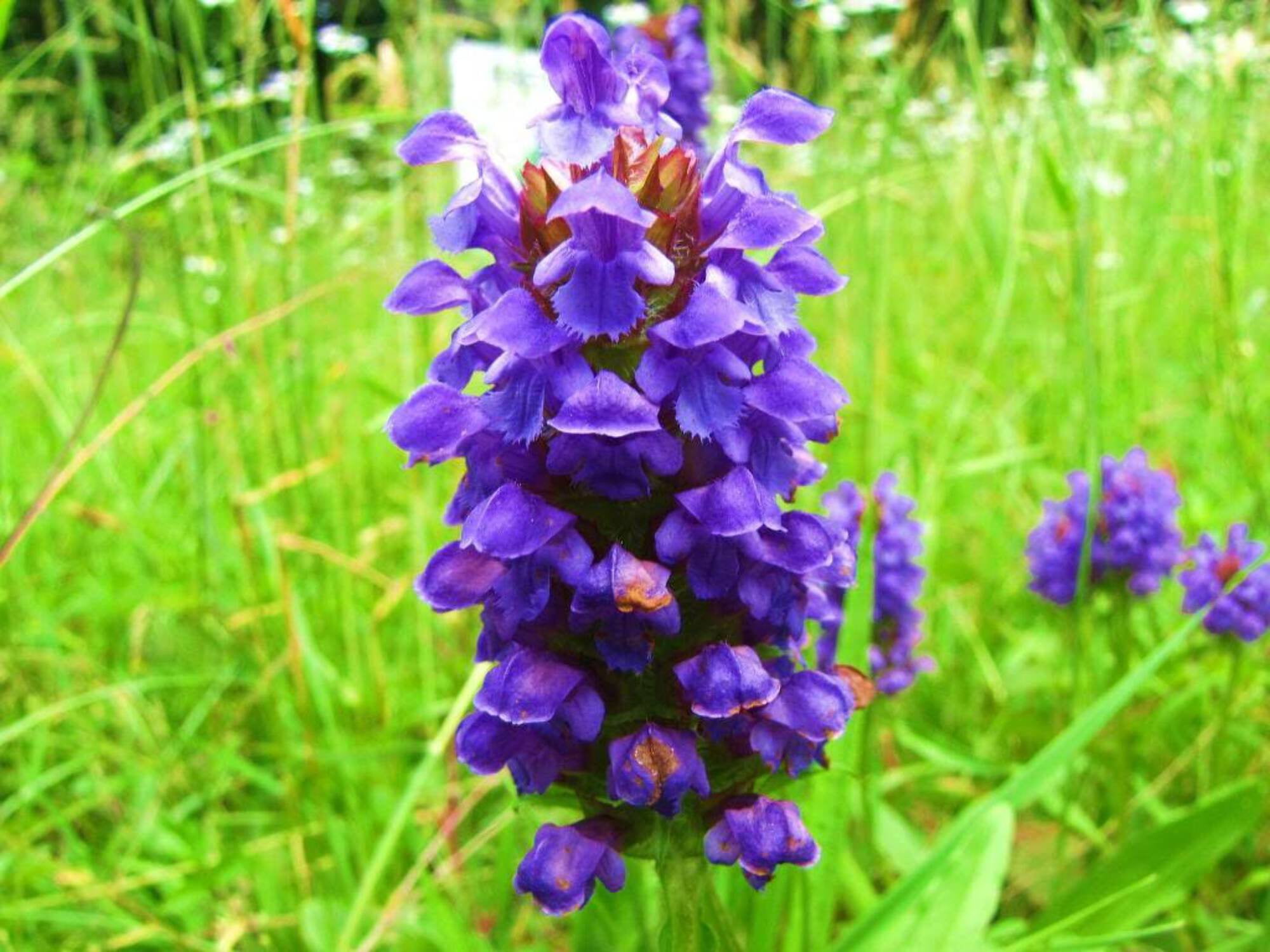 100 HEAL ALL Prunella Vulgaris Purple Herb Flower Seeds, Edible ...