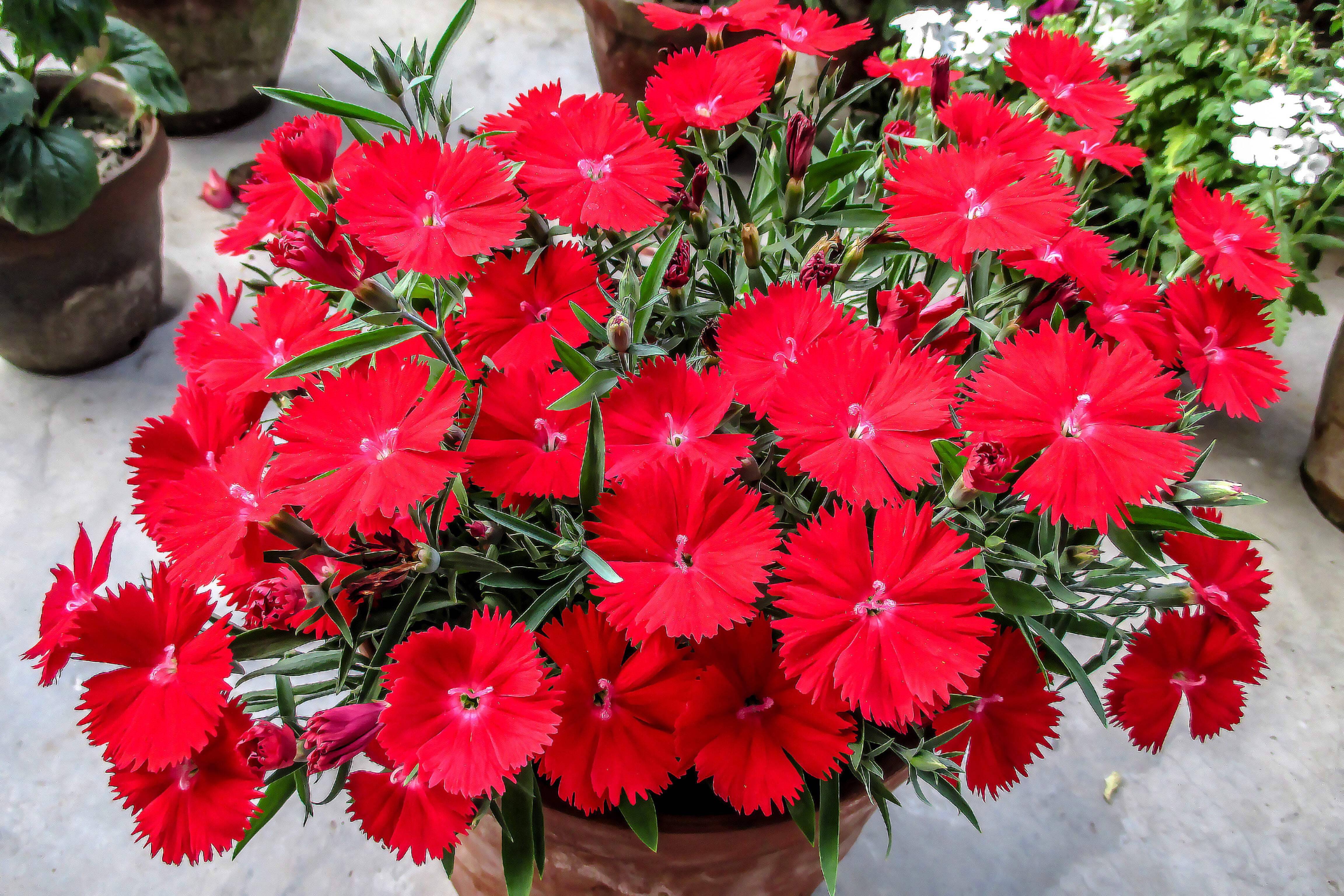 Seedville 100 Red Cardinal Dianthus Flower Seeds, Scarlet Red - Walmart.com