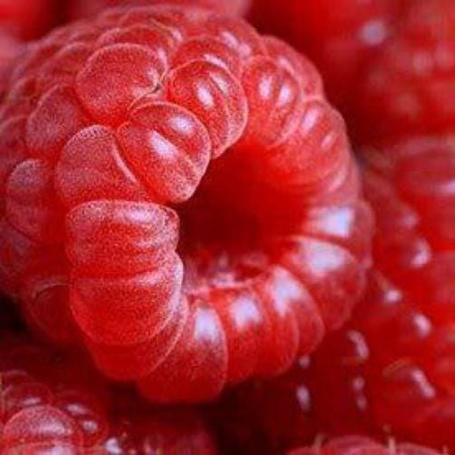 100 Red Raspberry Rubus Idaeus Planting Fruit Bush Vine Seeds - Walmart.com