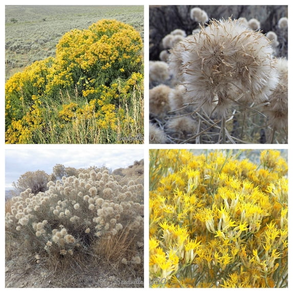 Seedville USA, 100 Rubber Rabbitbrush Flower Seeds, Yellow Blooms ...