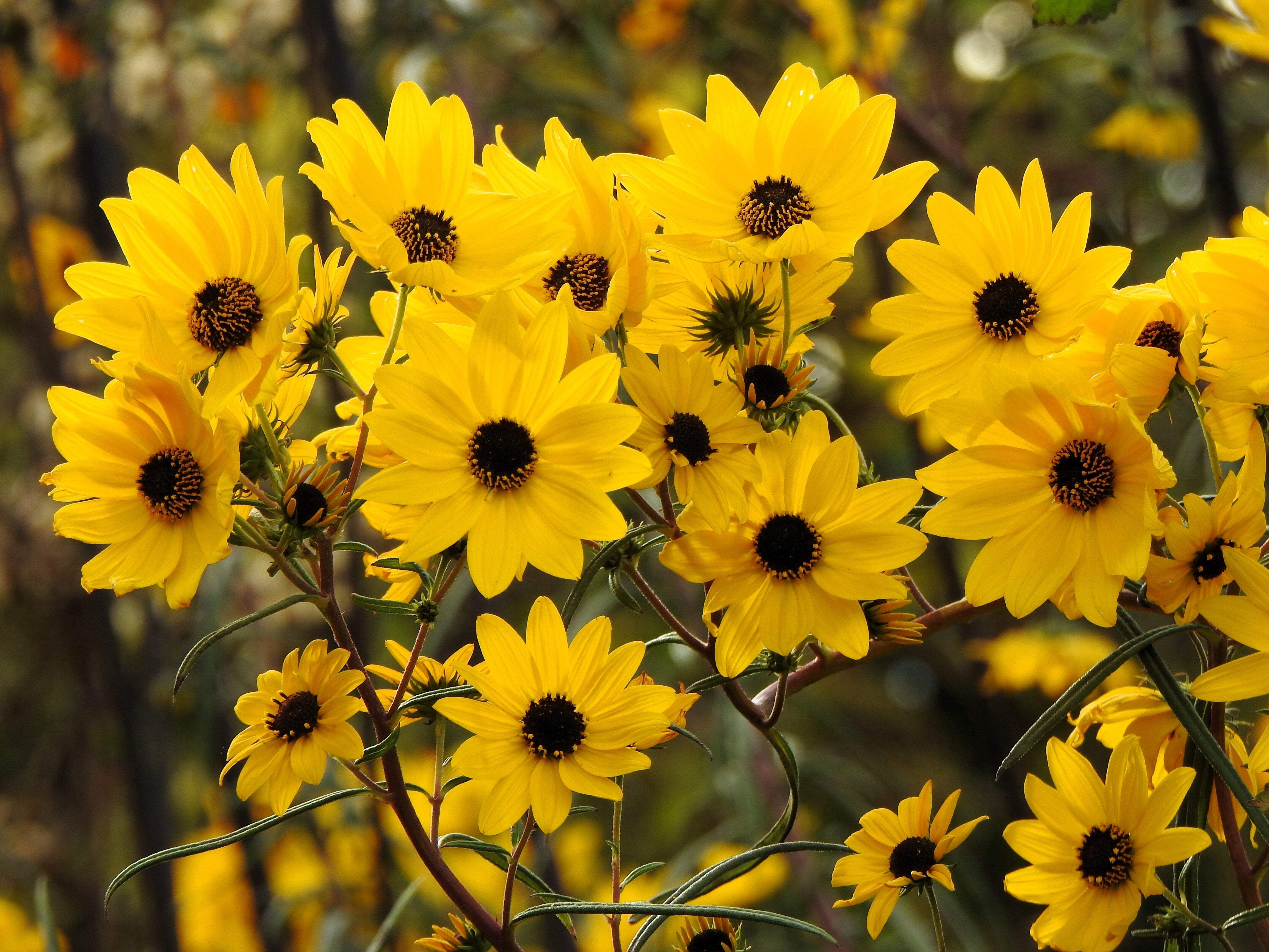 100 Swamp Sunflower Seeds, Helianthus Angustifolius, Butterfly ...