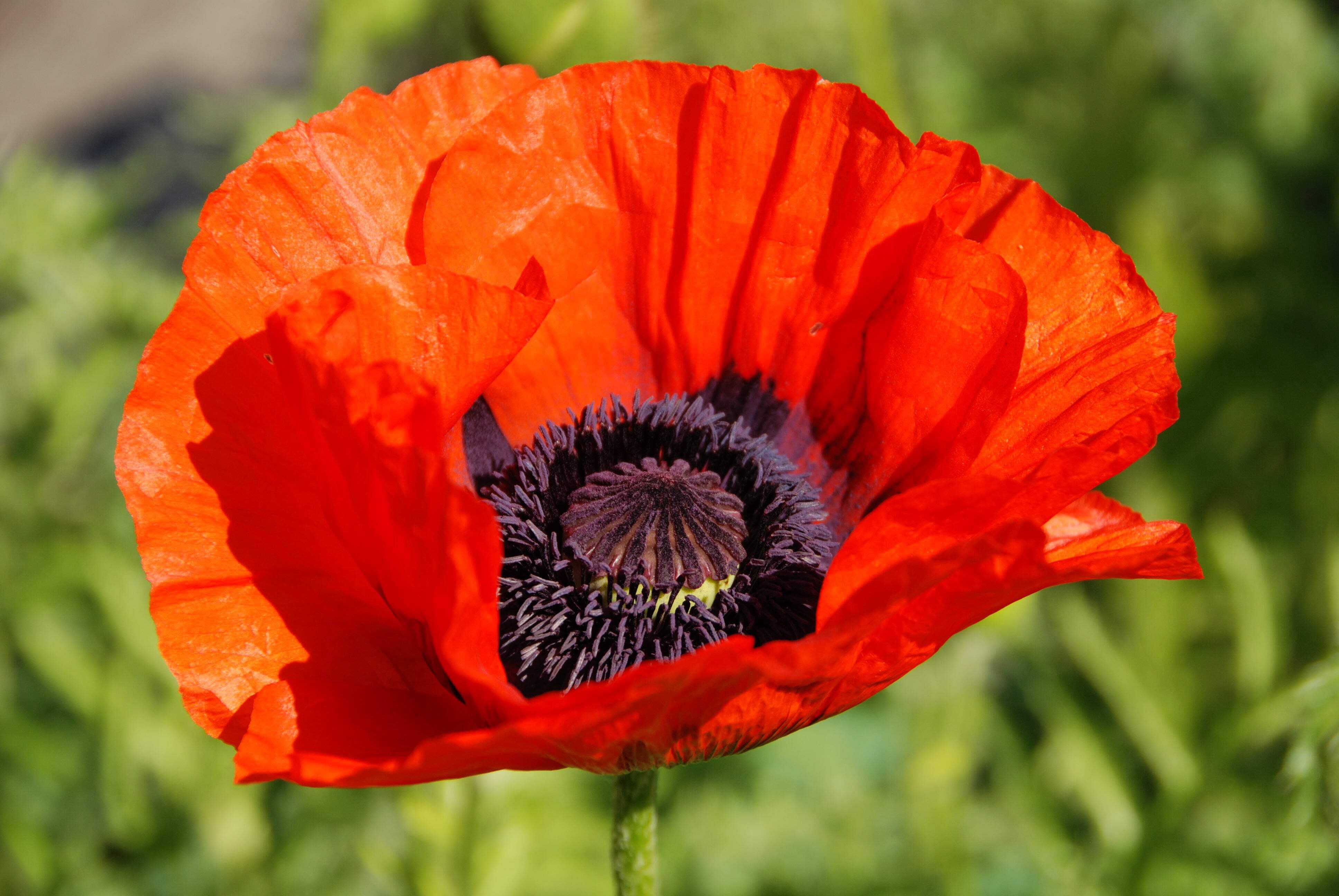 Seedville 100 Turkish Poppy Papaver Somniferum Flower Seeds, Early Fall ...