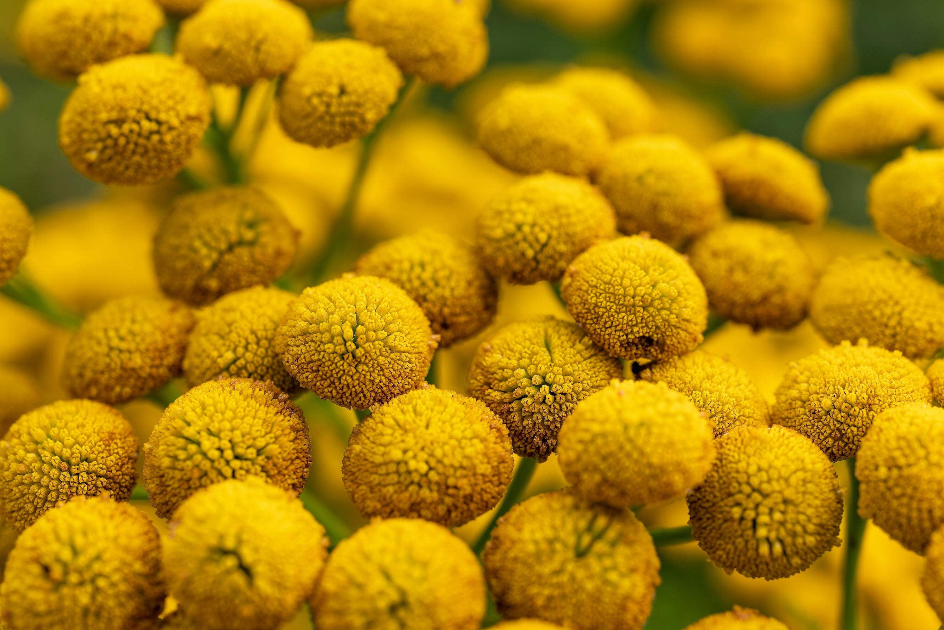 100 YELLOW TANSY Double Golden Buttons Fern Leaf Tanacetum Vulgare ...