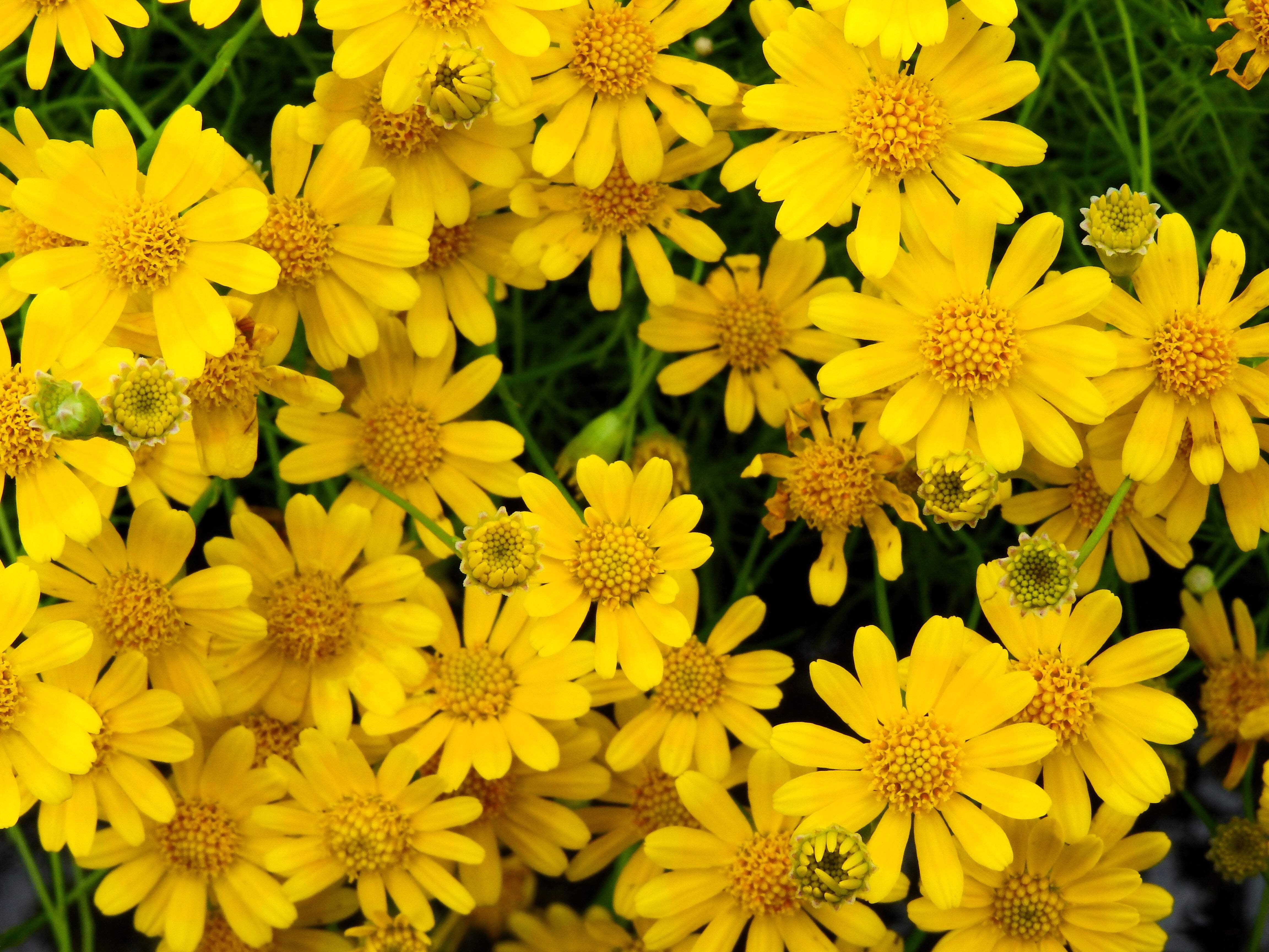 Seedville 1000 Dahlberg Daisy Flower Seeds, Yellow Gold Carpet ...