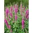 1000 PINK WINGED LOOSESTRIFE Lythrum Alatum Flower Seeds - Walmart.com
