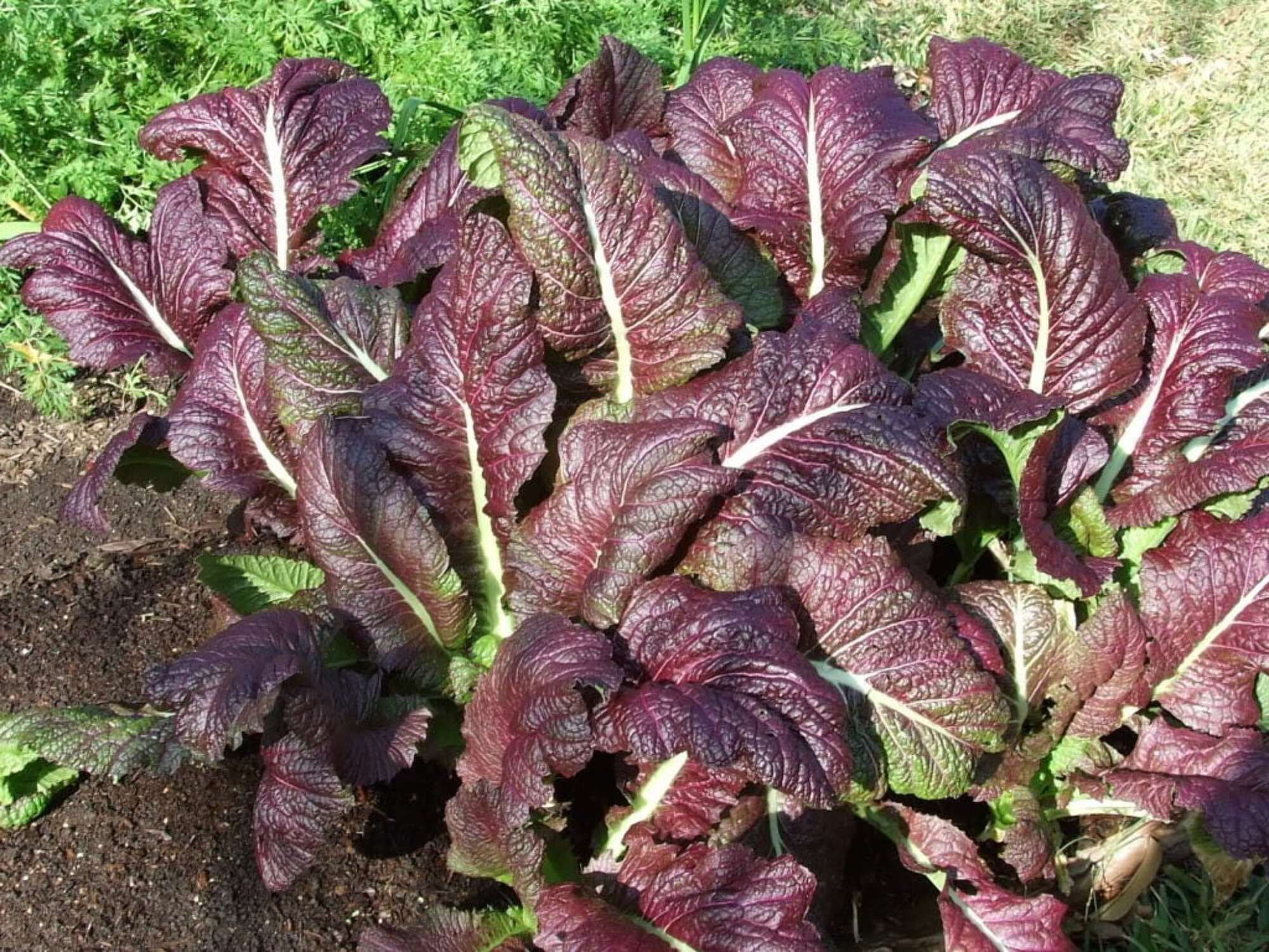 1500 Seeds RED GIANT MUSTARD Ornamental Japanese Greens Herb Vegetable ...
