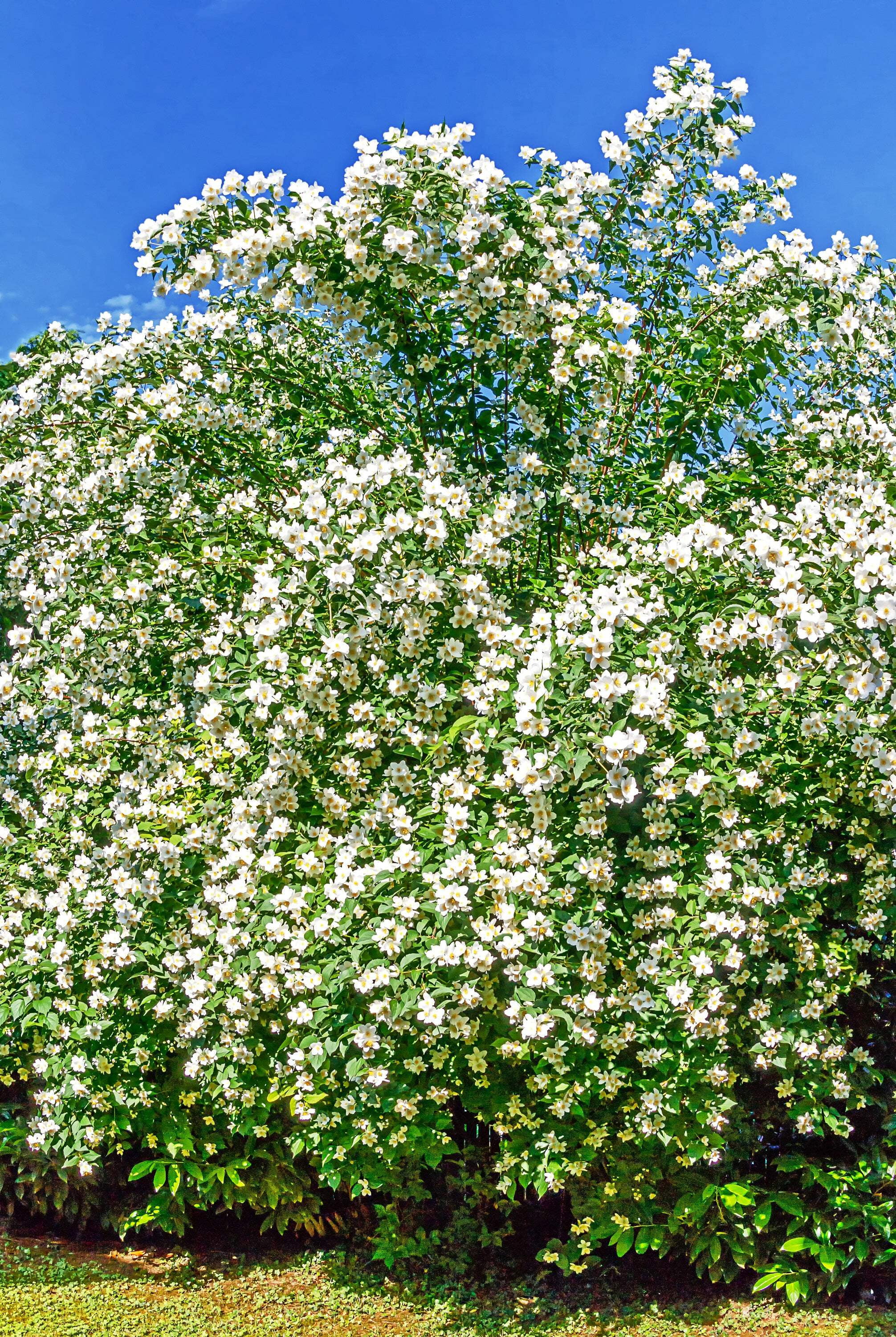 Seedville 20 Sweet Mock/ Philadelphus Coronarius Orange Flower Seed ...