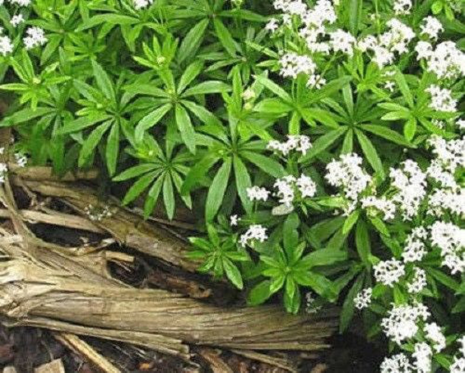 20 Sweet Woodruff Asperula Galium Odoratum Outdoor Spring Fragrant ...
