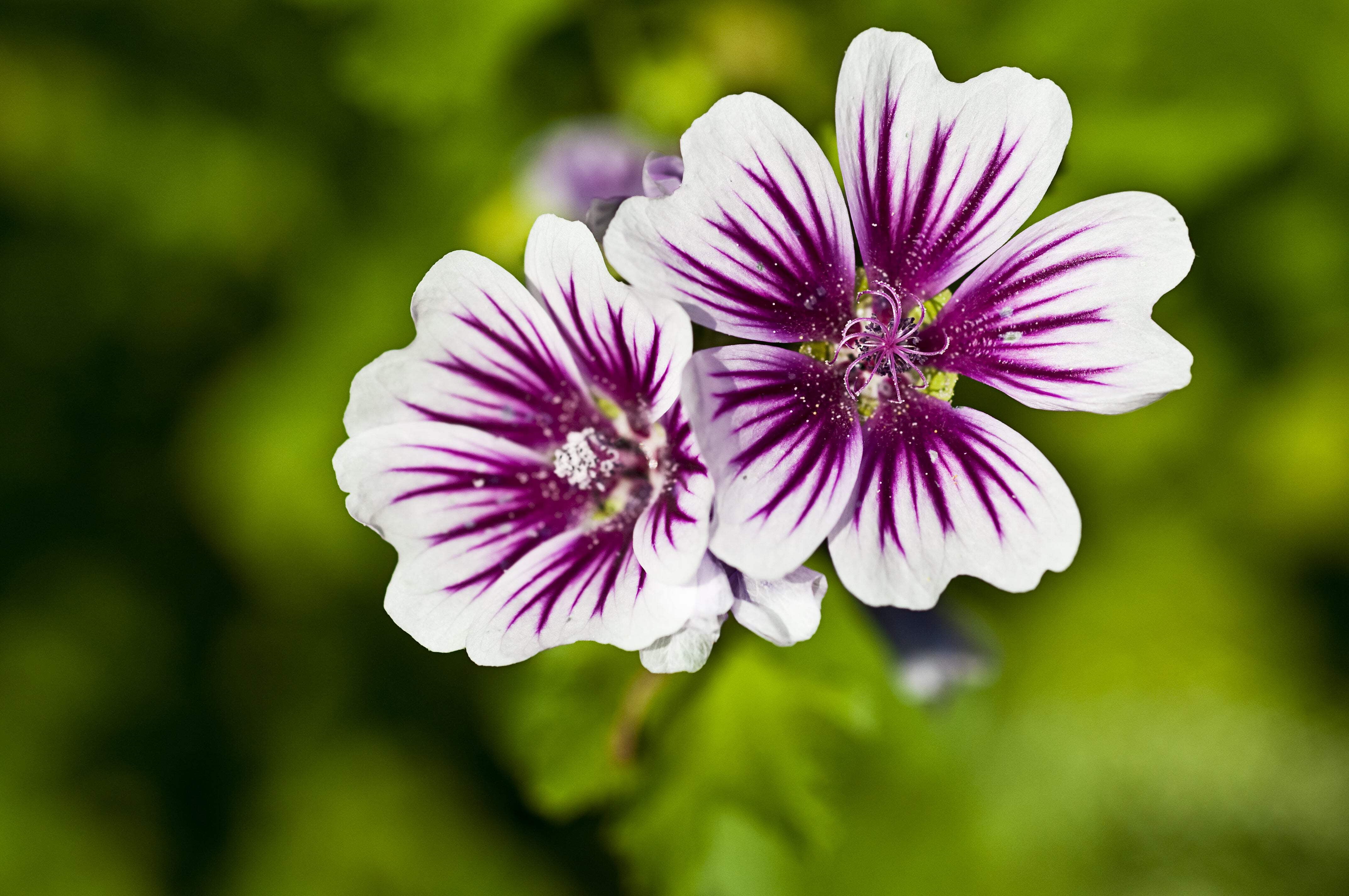 Seedville 20 Zebra Mallow Flower Seeds, Pale Pink, Magenta Stripes ...