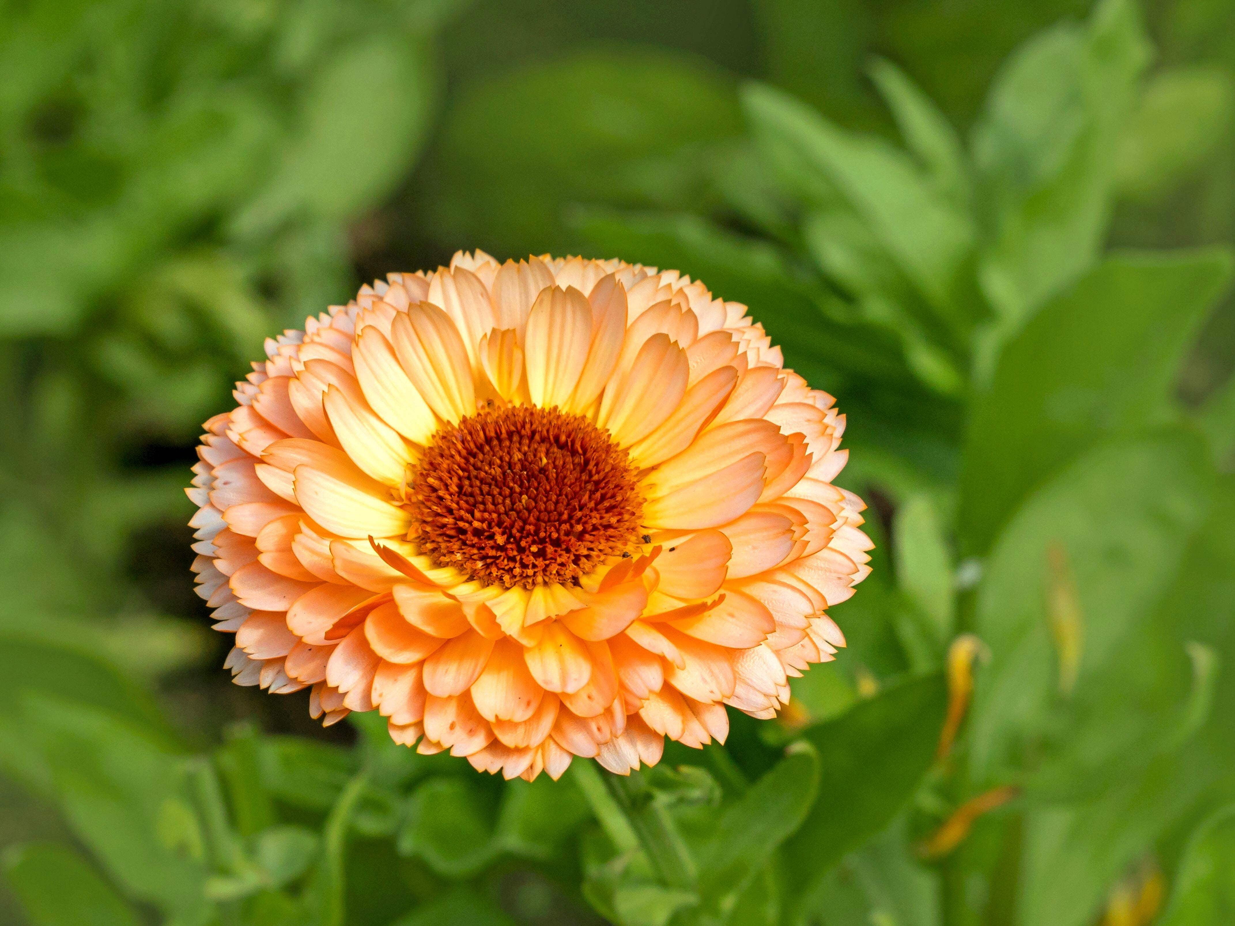 Seedville 20 Zeolights Calendula Marigold Seeds, Coral Peach Apricot ...