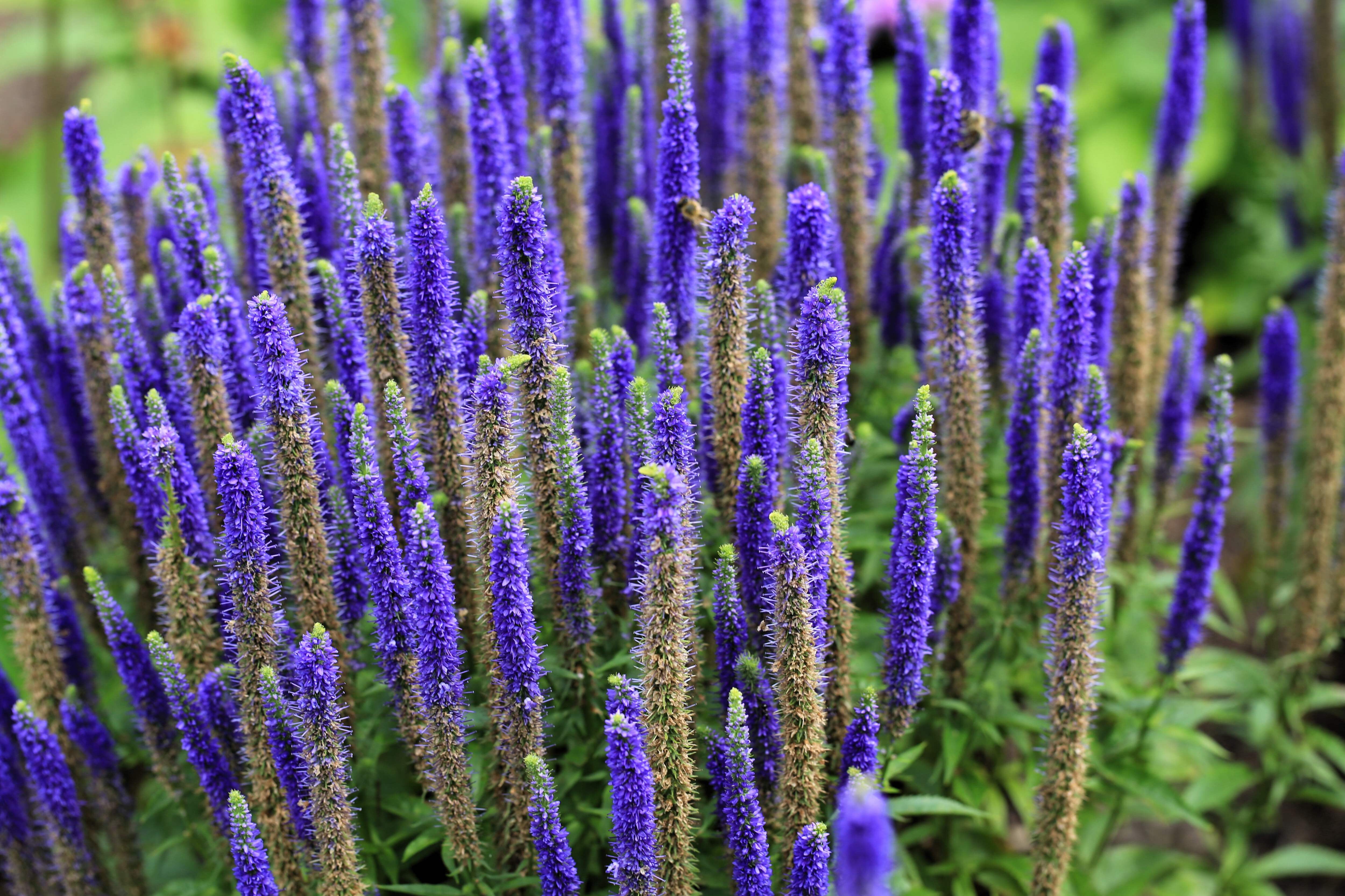 200 BLUE BOUQUET VERONICA Spicata Spike Speedwell Herb Flower Seeds ...