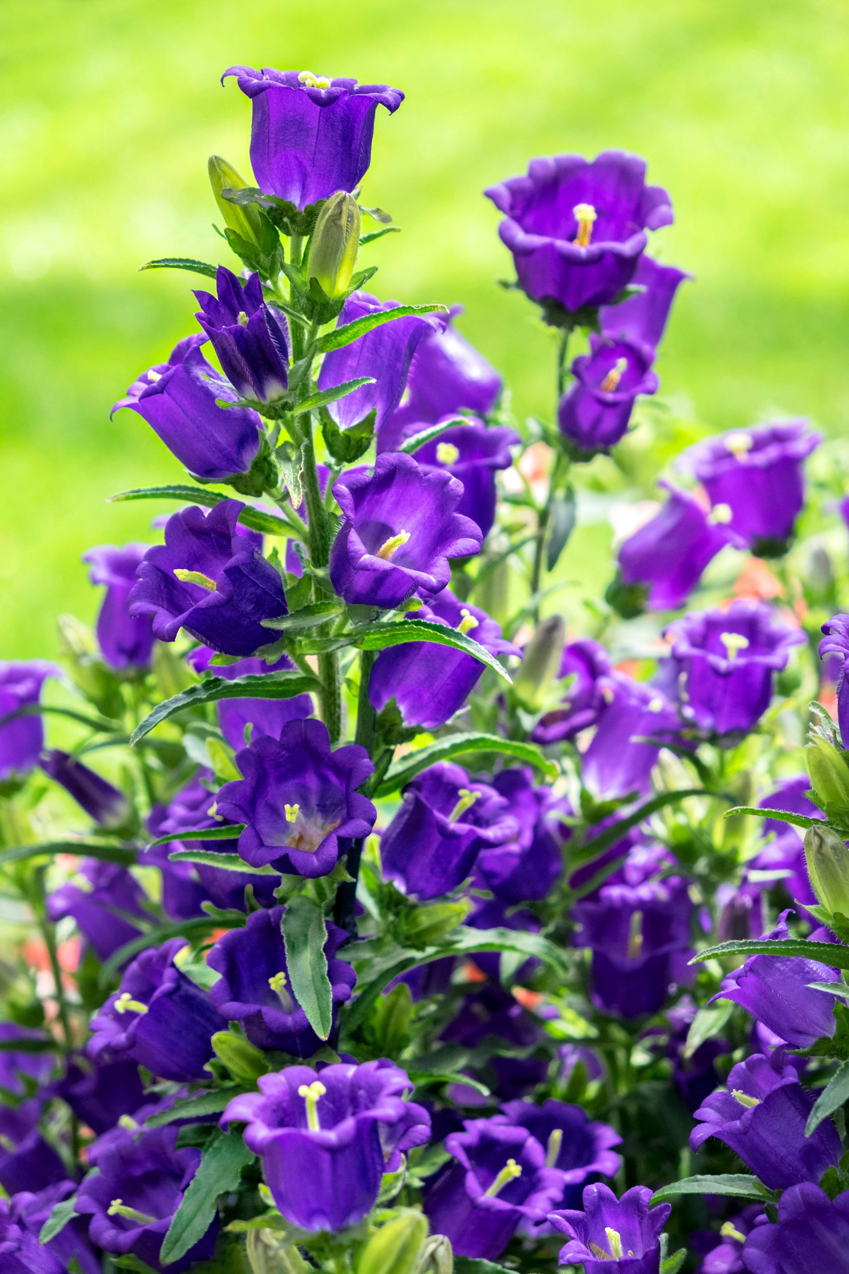 Seedville 200 Blue Canterbury Bells Seeds, Campanula Medium Flower ...