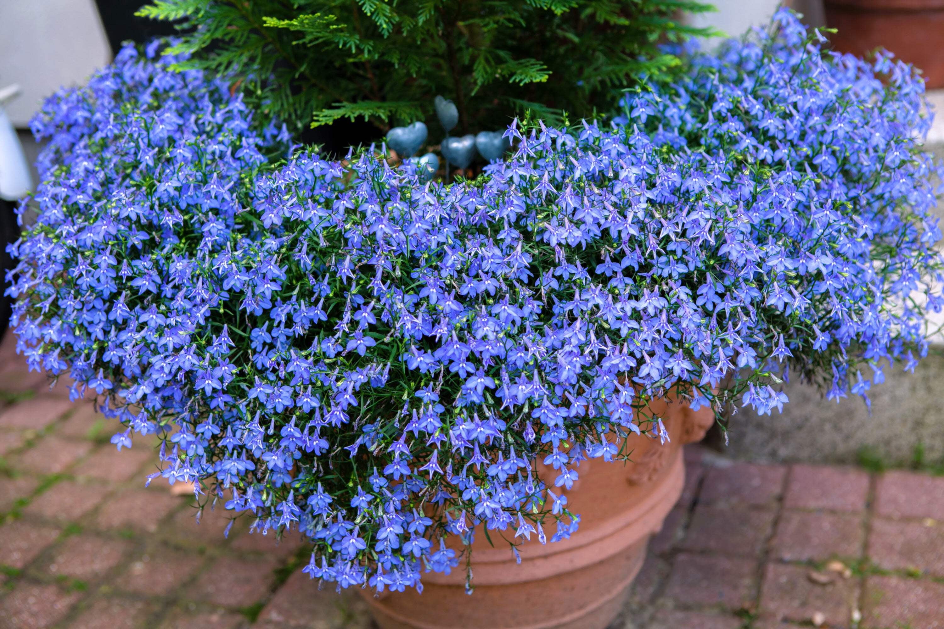 Seedville 200 Cambridge Blue Lobelia Plant Seeds - Walmart.com