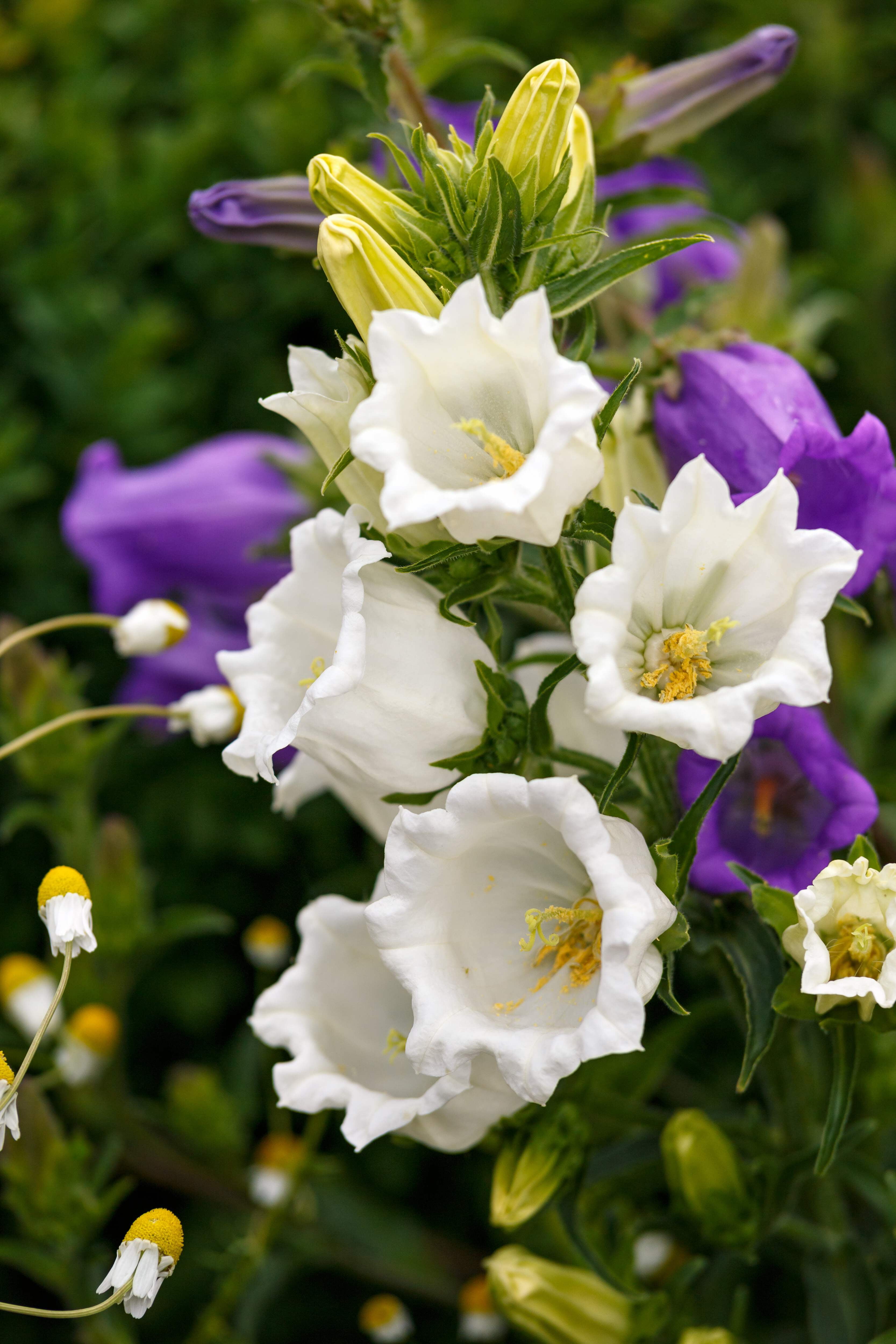 Seedville 200 Canterbury Bells 'White' Plant Seeds - Walmart.com